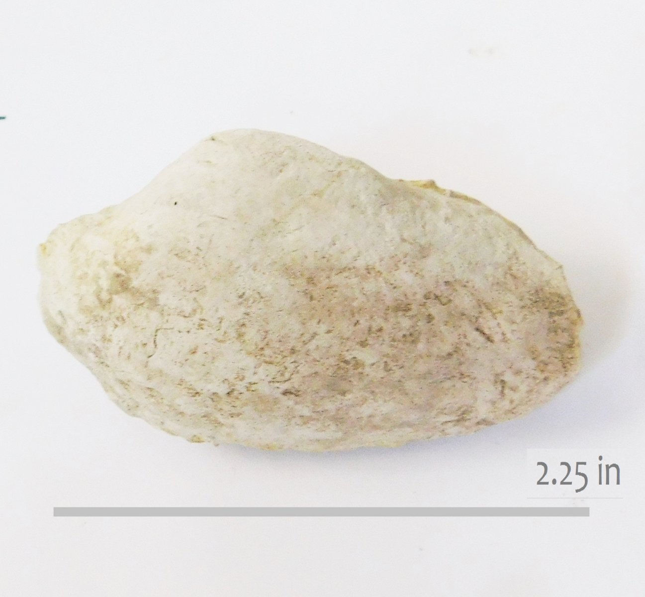 Panopea henselli Blanco GR - Bivalves - The Fossil Forum