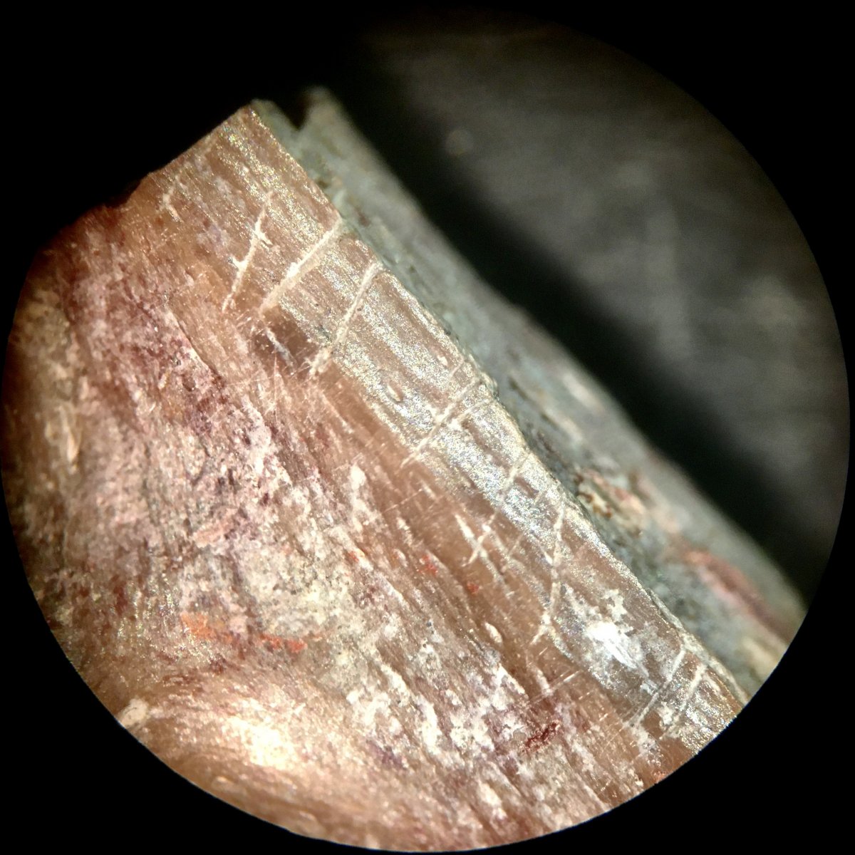 Edaphosaurus spine bite marks - Permian - The Fossil Forum