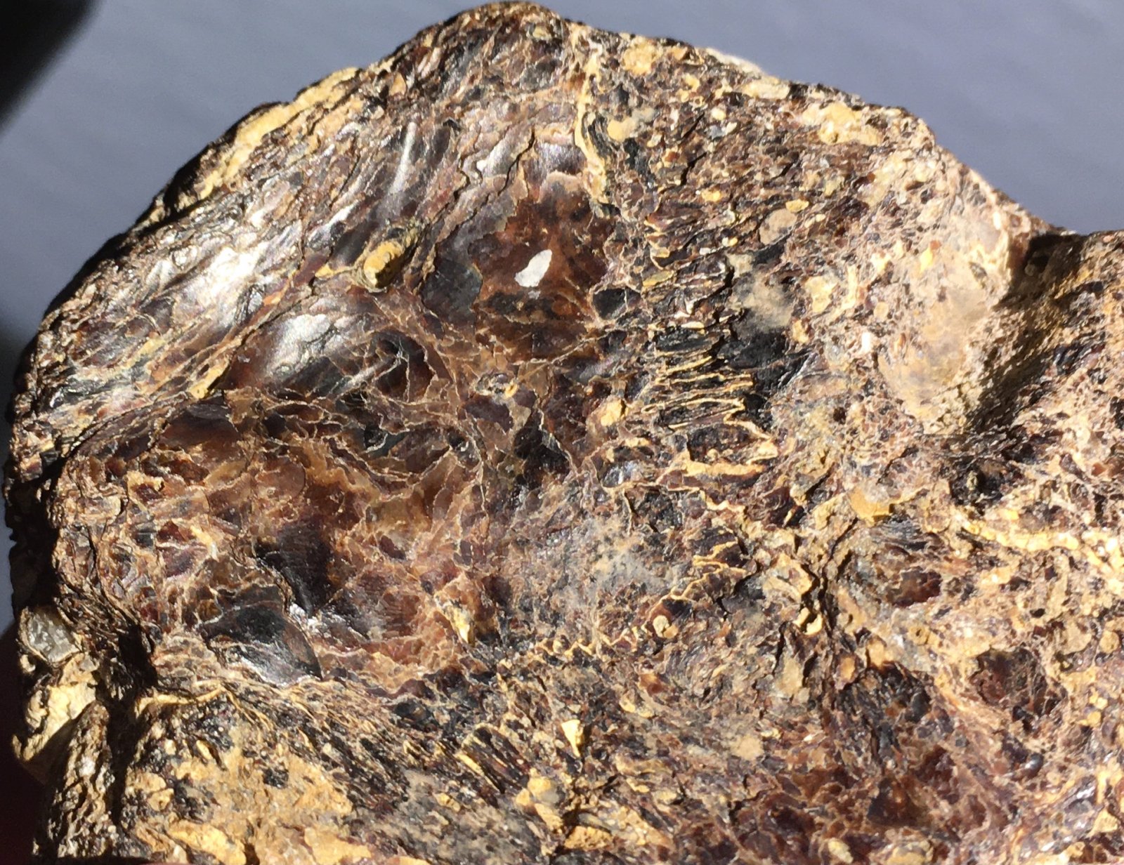 Fish bone (1) - Member Collections - The Fossil Forum