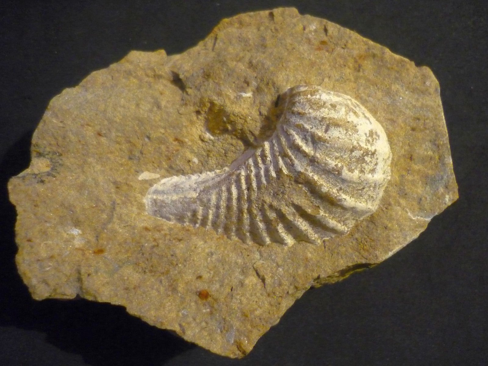 Pterotrigonia sp. (Van Hoepen 1929) - Molluscs - The Fossil Forum