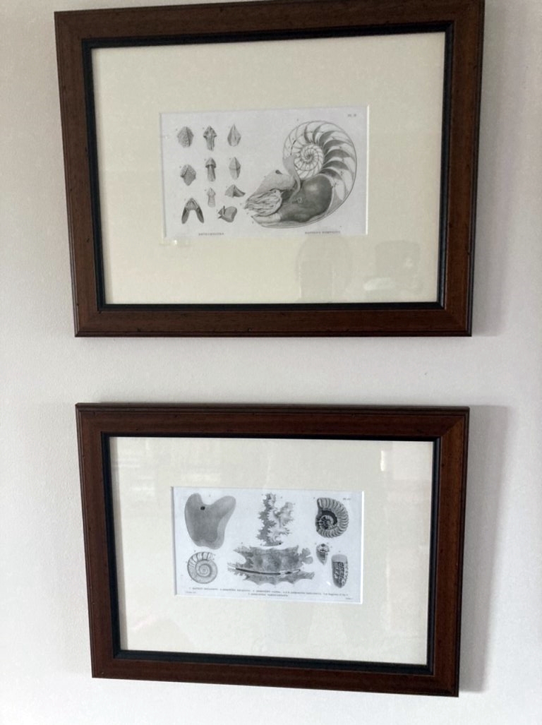 Framed Pictures of Fossils - General Fossil Discussion - The Fossil Forum