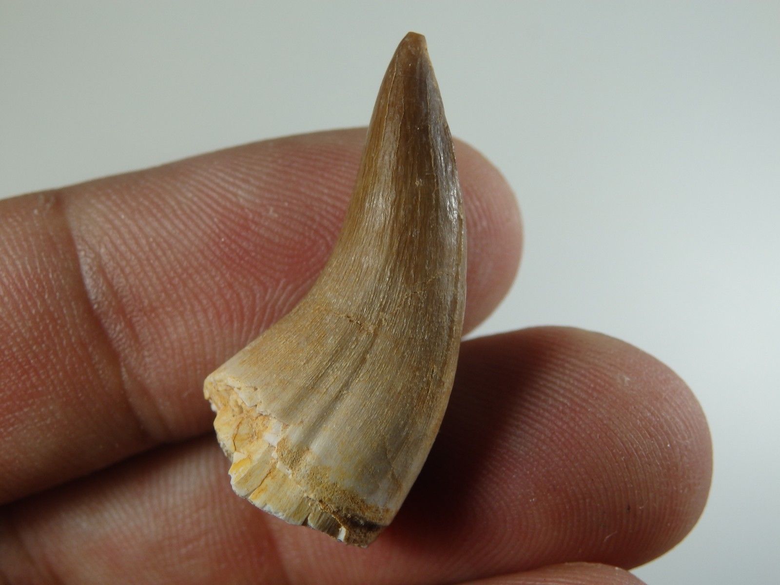 mosasaurus jaw - Fossil ID - The Fossil Forum