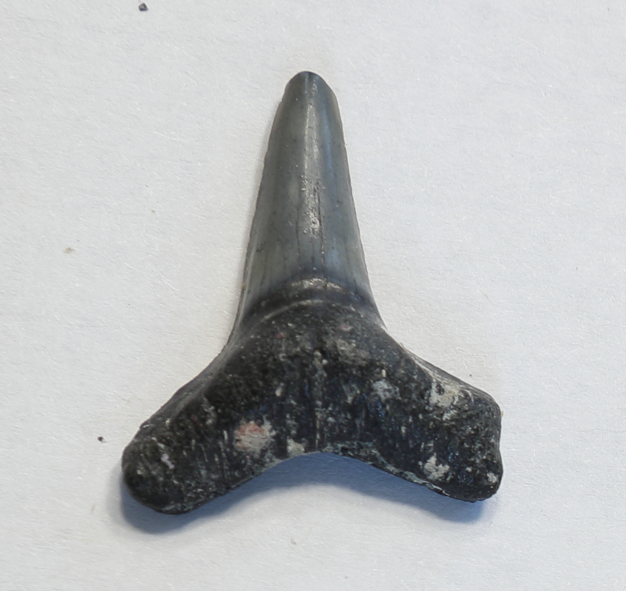 Venice Beach Florida Fossils - Fossil ID - The Fossil Forum