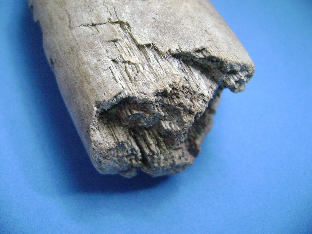 Plant fossil, coconut or palm? - Fossil ID - The Fossil Forum