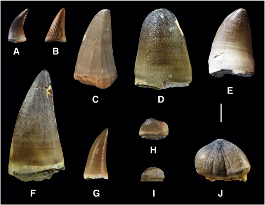 Prognathodon anceps vs. Prognathodon giganteus: What is the difference ...