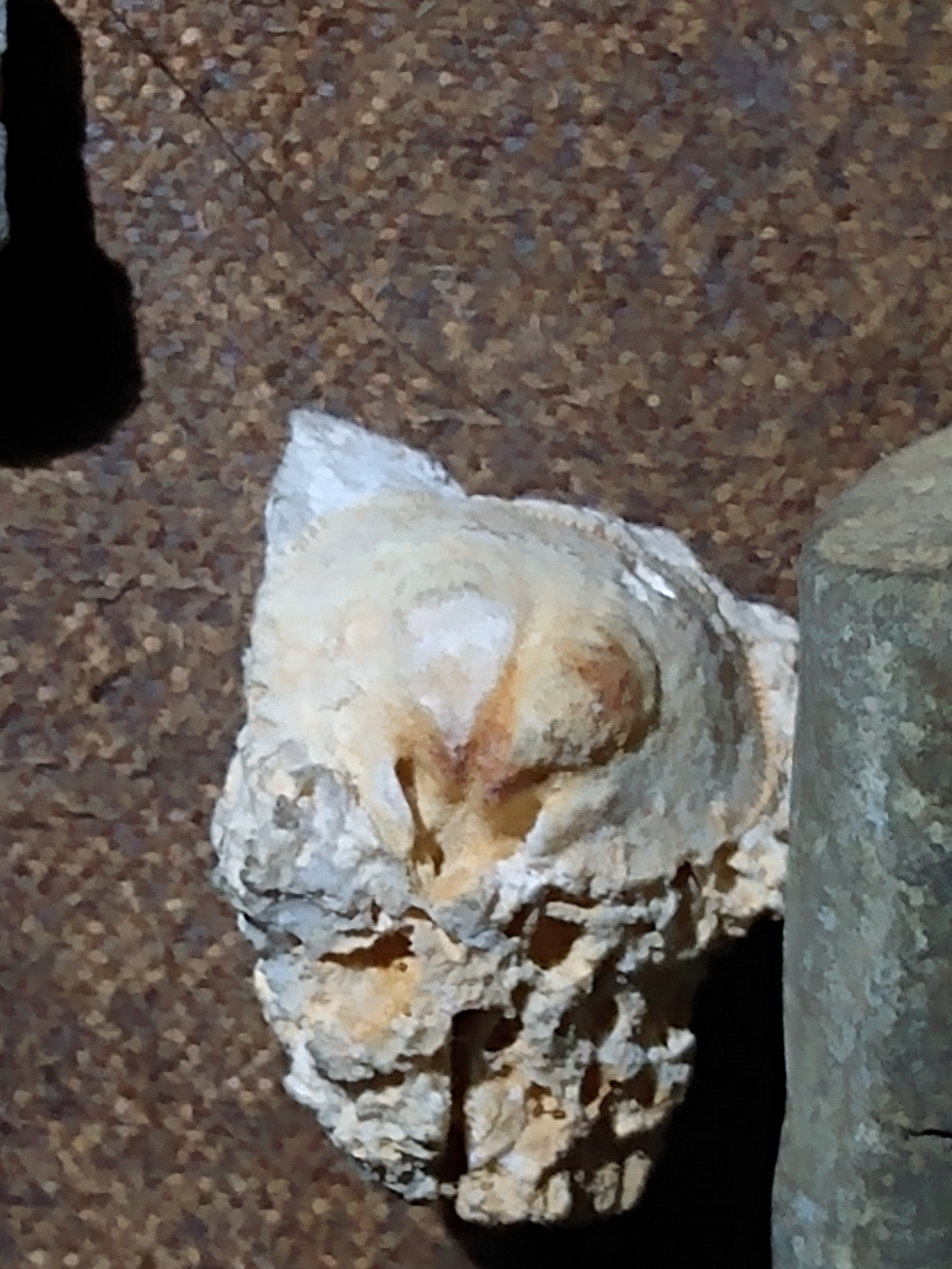 Multiple fossils - Fossil ID - The Fossil Forum