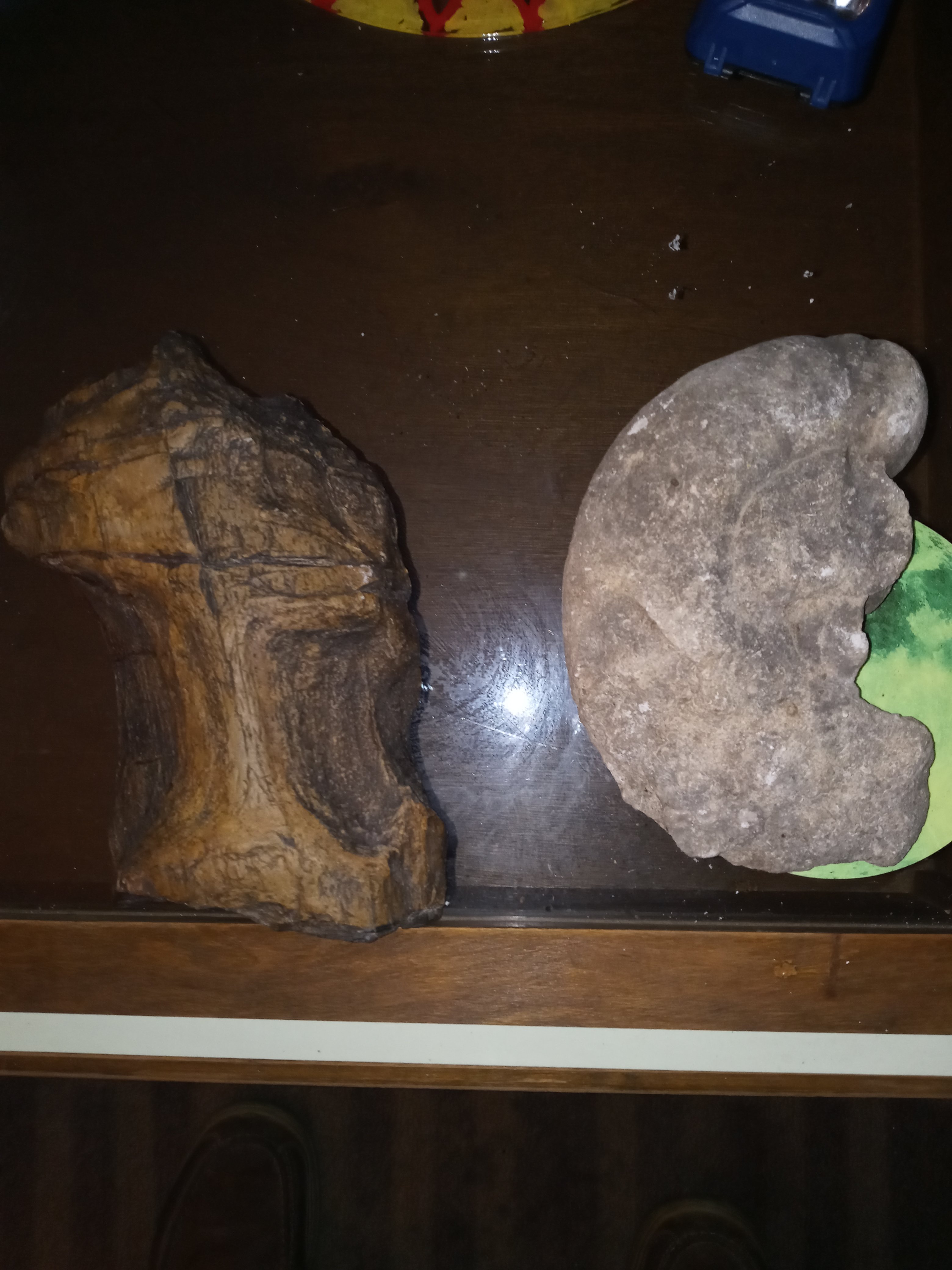 Egg-zactly - Fossil ID - The Fossil Forum
