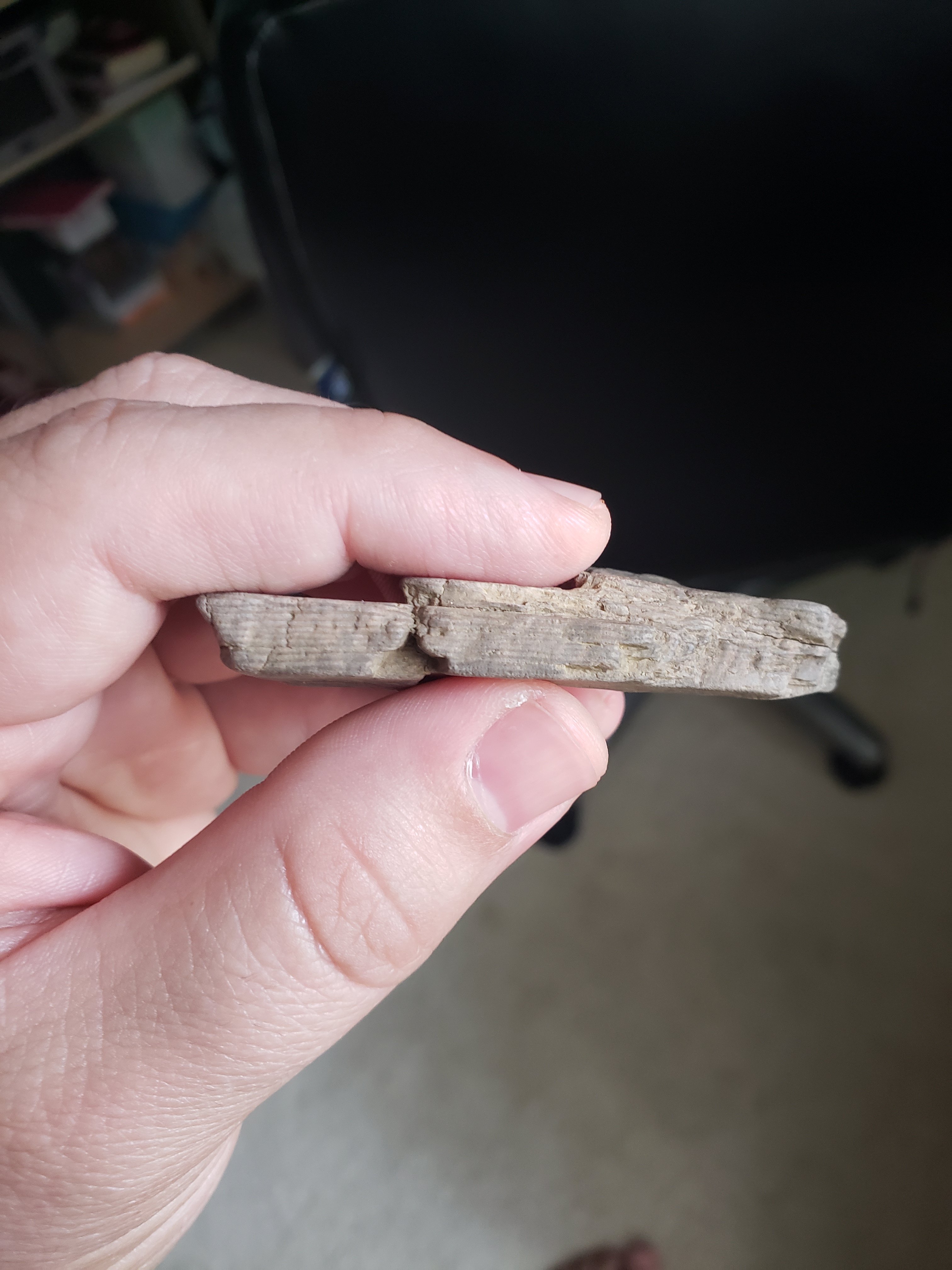 What is this? - Fossil ID - The Fossil Forum