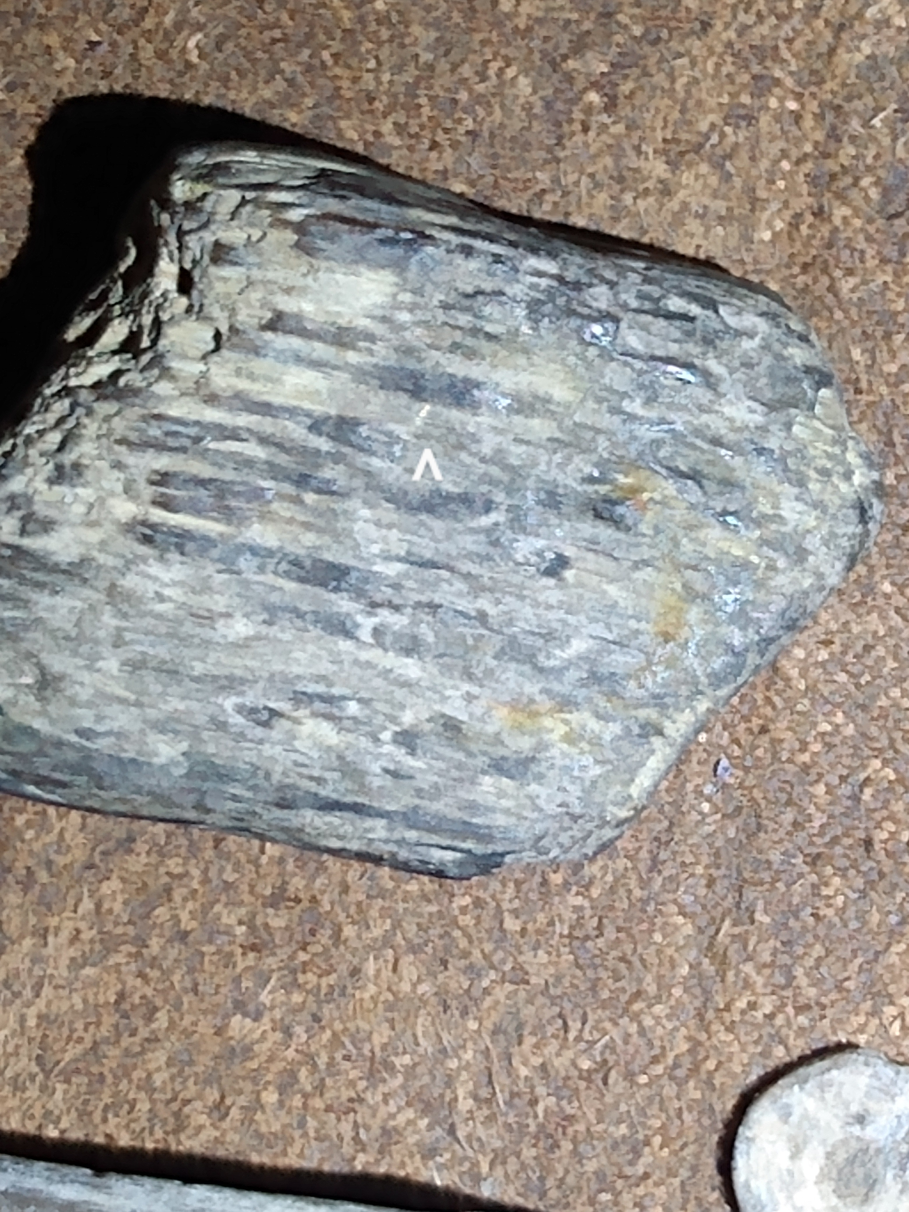 Multiple fossils - Fossil ID - The Fossil Forum