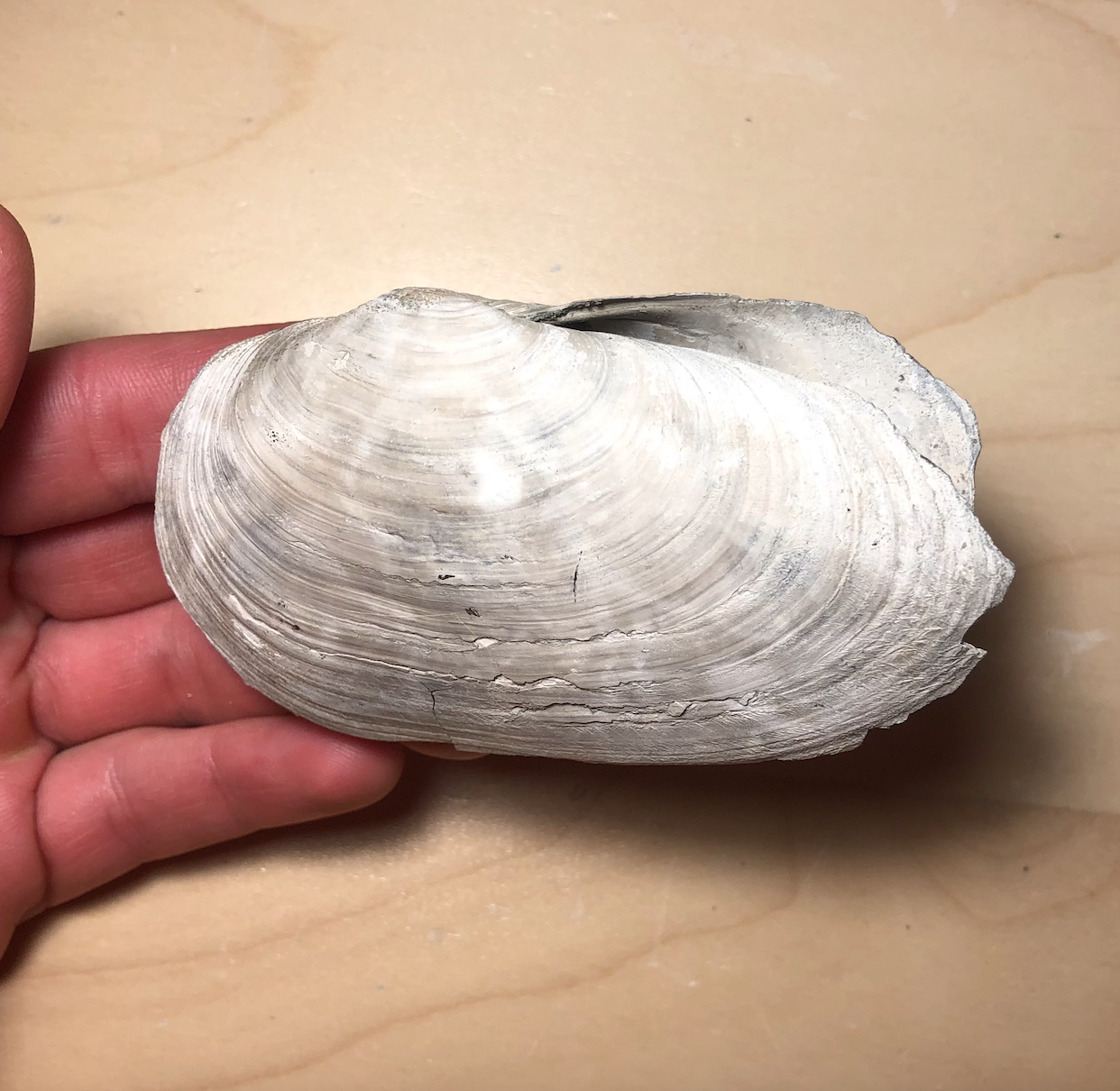 Shelling Along the Chesapeake - Fossil Hunting Trips - The Fossil Forum