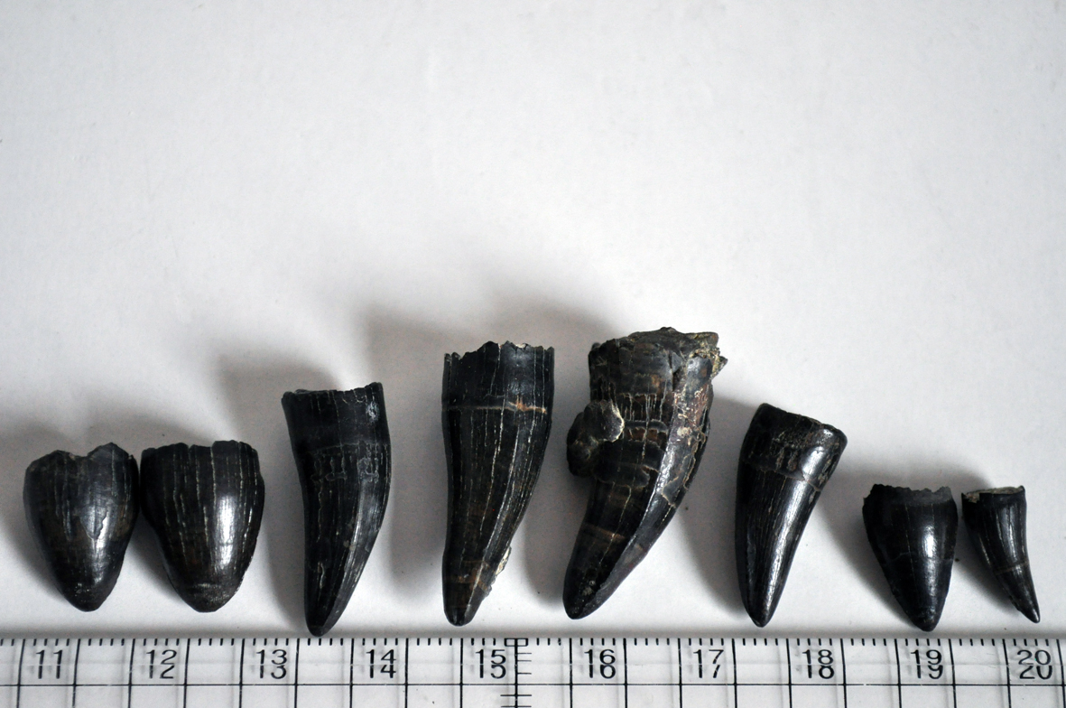 Kimmeridgian Clay alligatoroid or Oxford Clay pliosaur tooth - Fossil ...