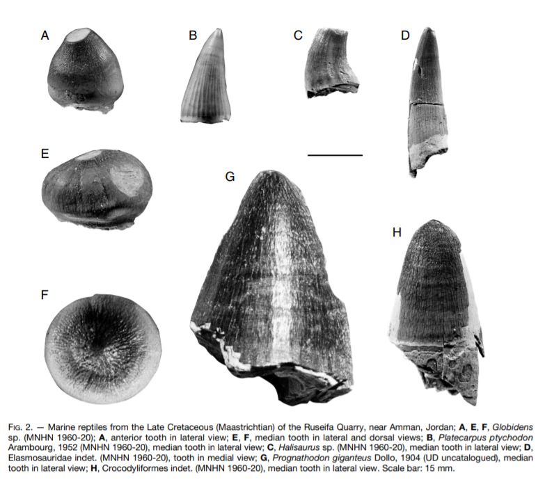 Prognathodon anceps vs. Prognathodon giganteus: What is the difference ...