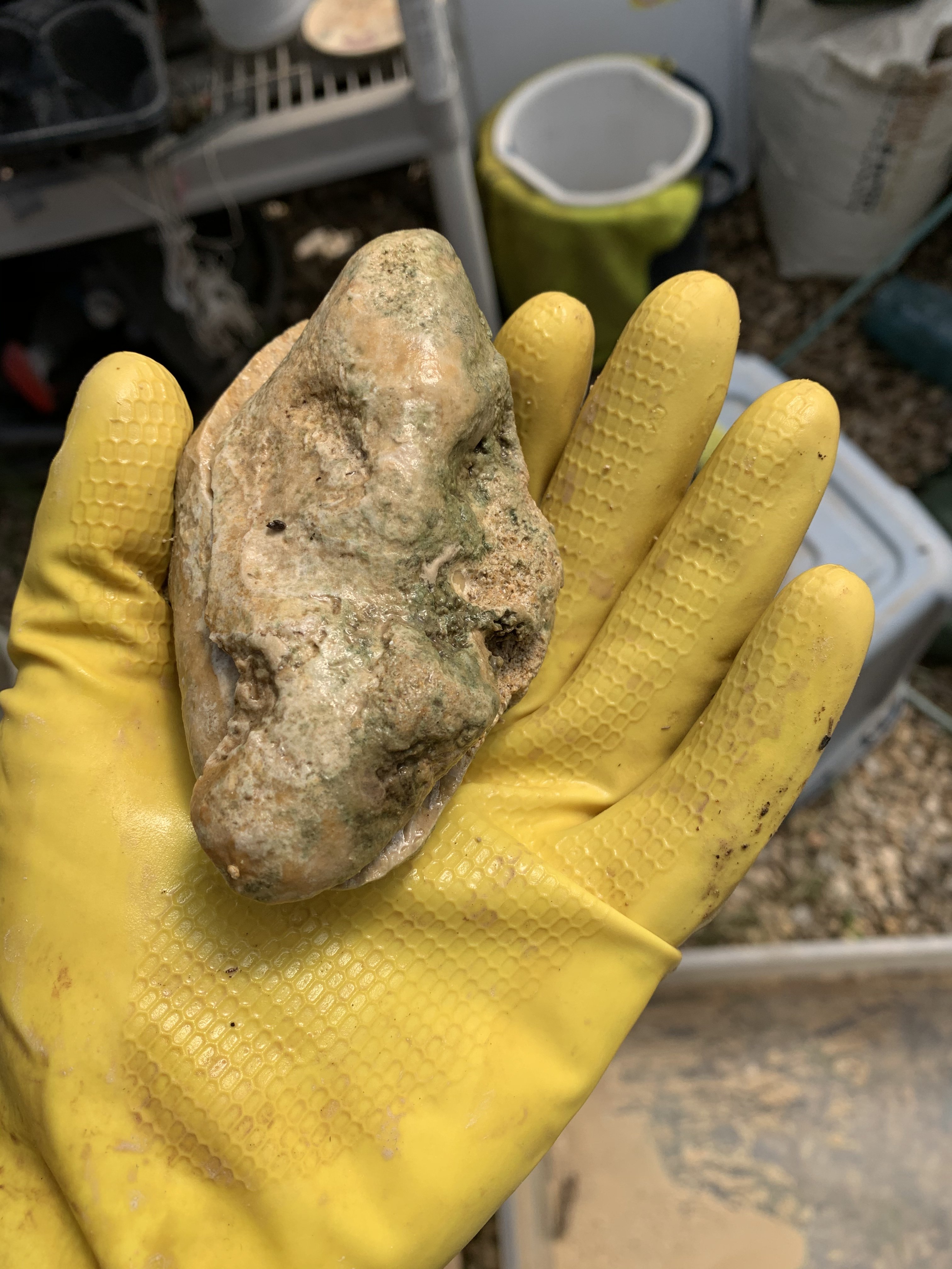 Texas fossil identification help - Fossil ID - The Fossil Forum