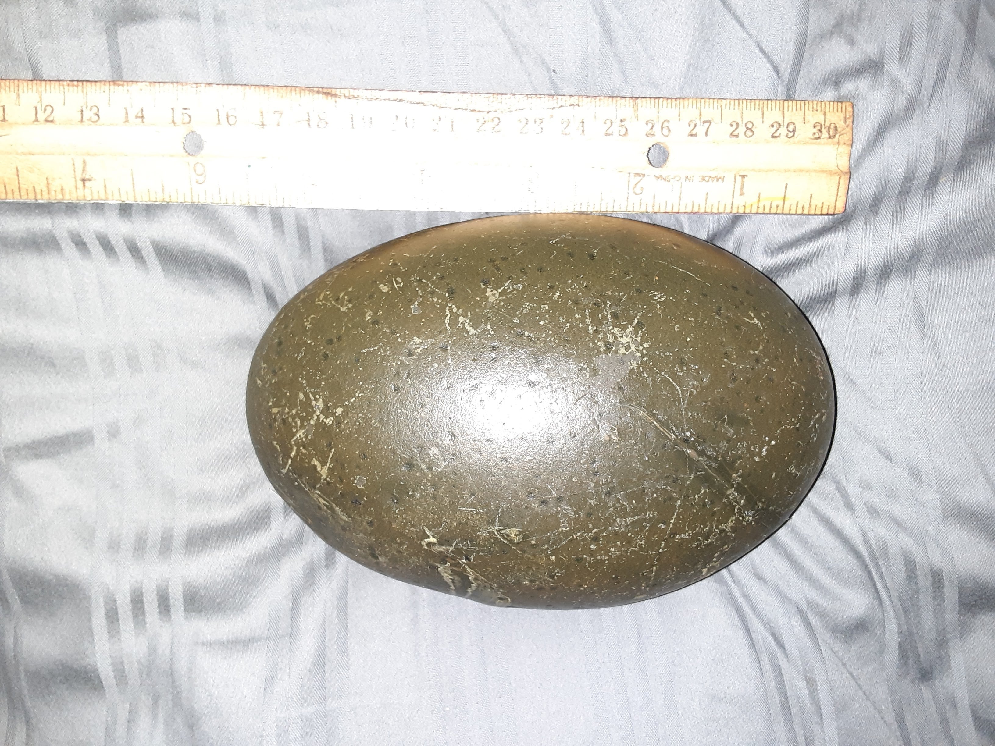 Egg-zactly - Fossil ID - The Fossil Forum
