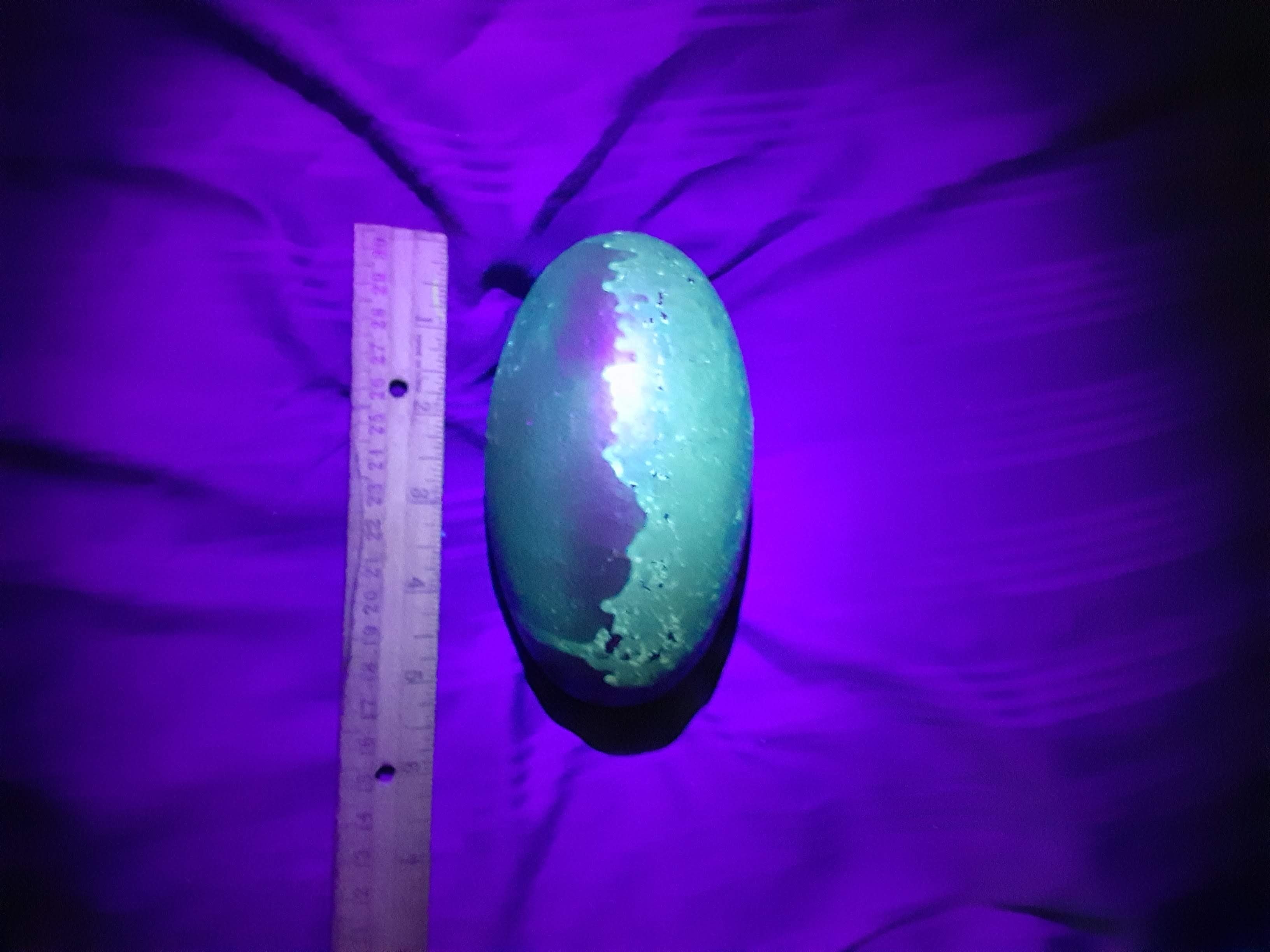 Egg-zactly - Fossil ID - The Fossil Forum
