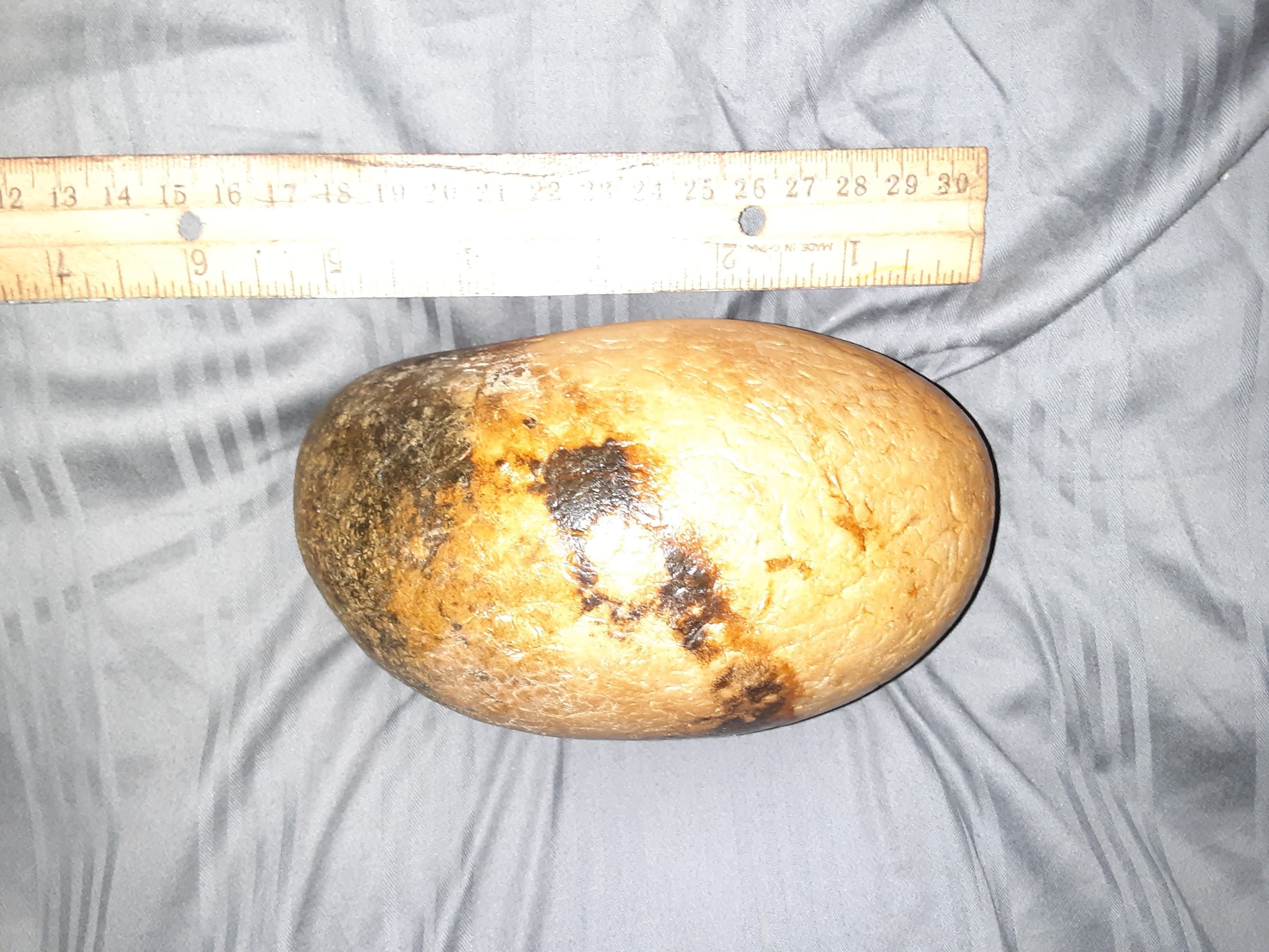 Egg-zactly - Fossil ID - The Fossil Forum
