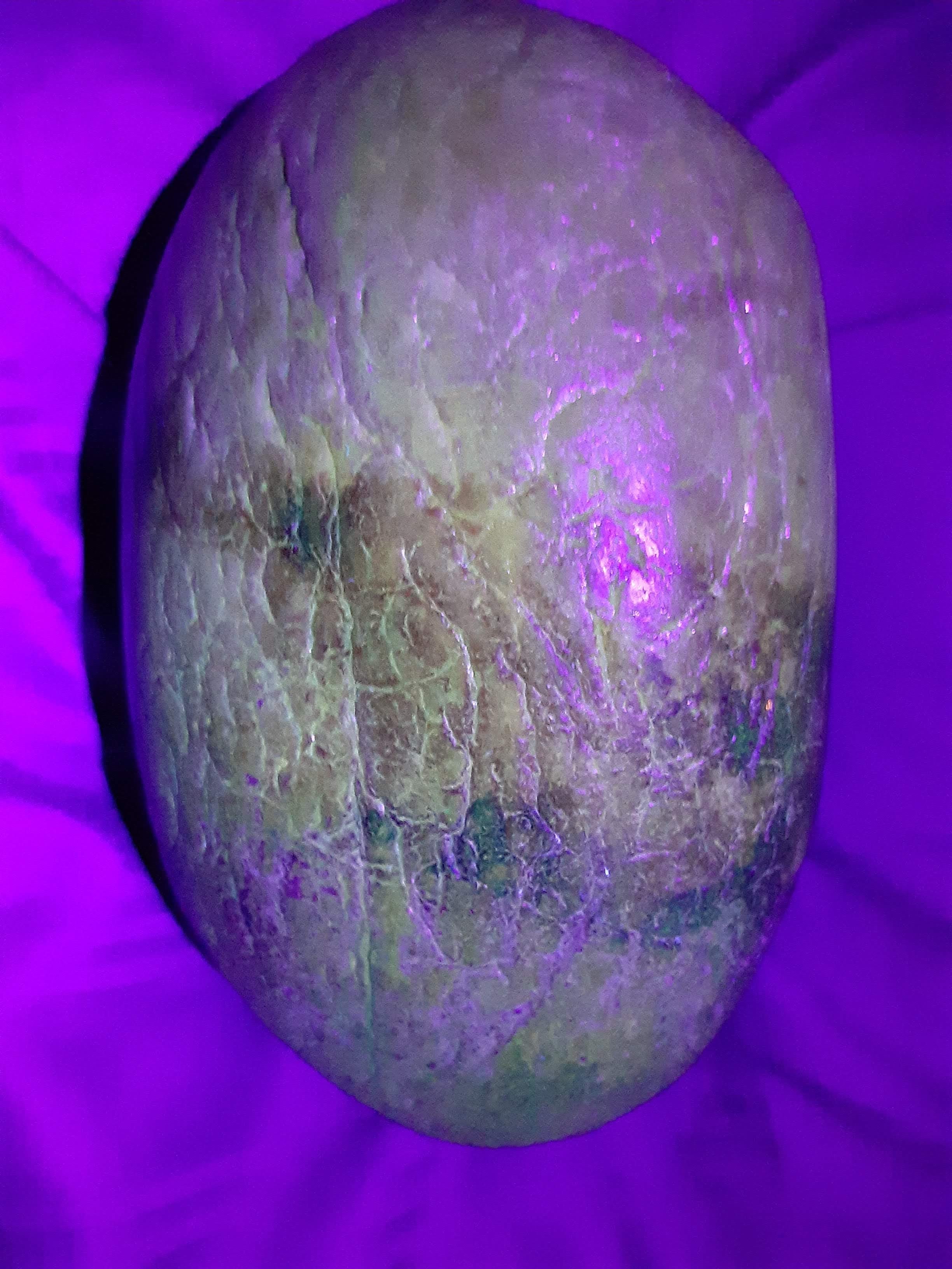 Egg-zactly - Fossil ID - The Fossil Forum