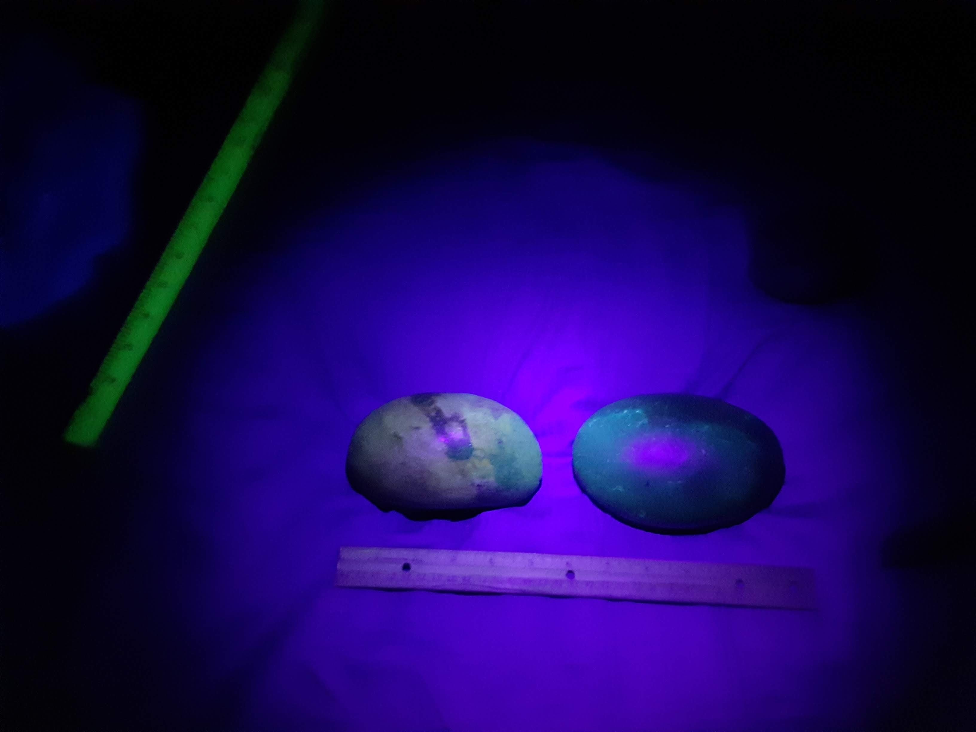 Egg-zactly - Fossil ID - The Fossil Forum
