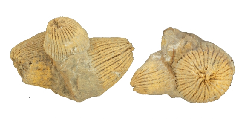 Wisconsin Fossil - Fossil ID - The Fossil Forum