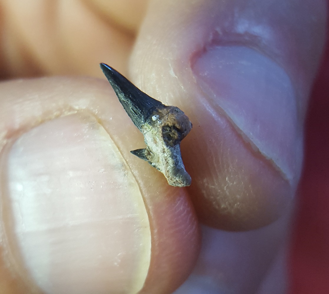 Cretaceous tooth id please? - Fossil ID - The Fossil Forum