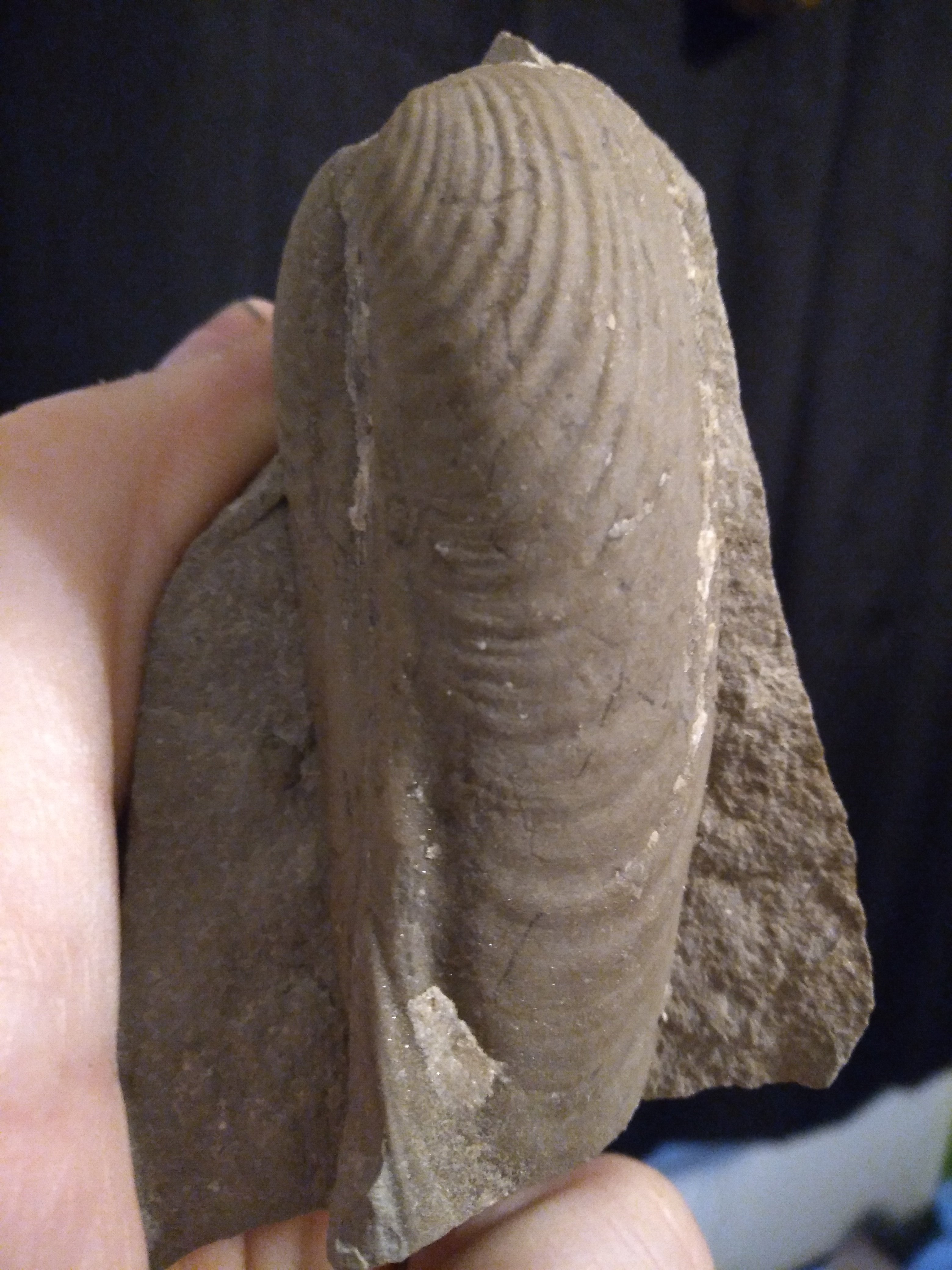 Cant figure it out - Fossil ID - The Fossil Forum
