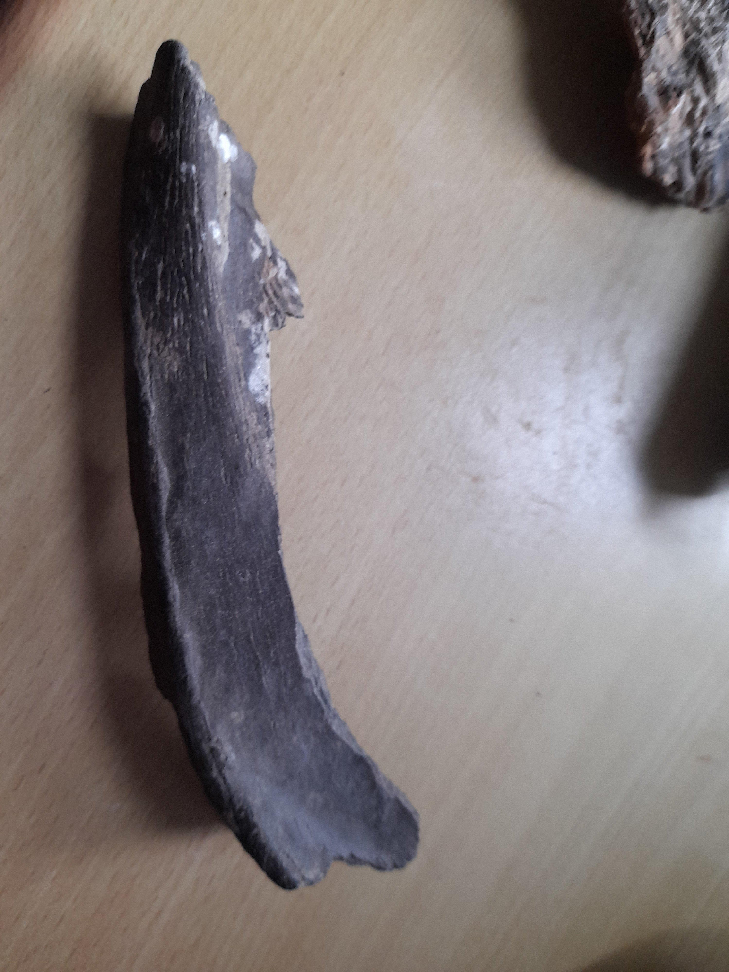 Gar Fossils? - Fossil ID - The Fossil Forum