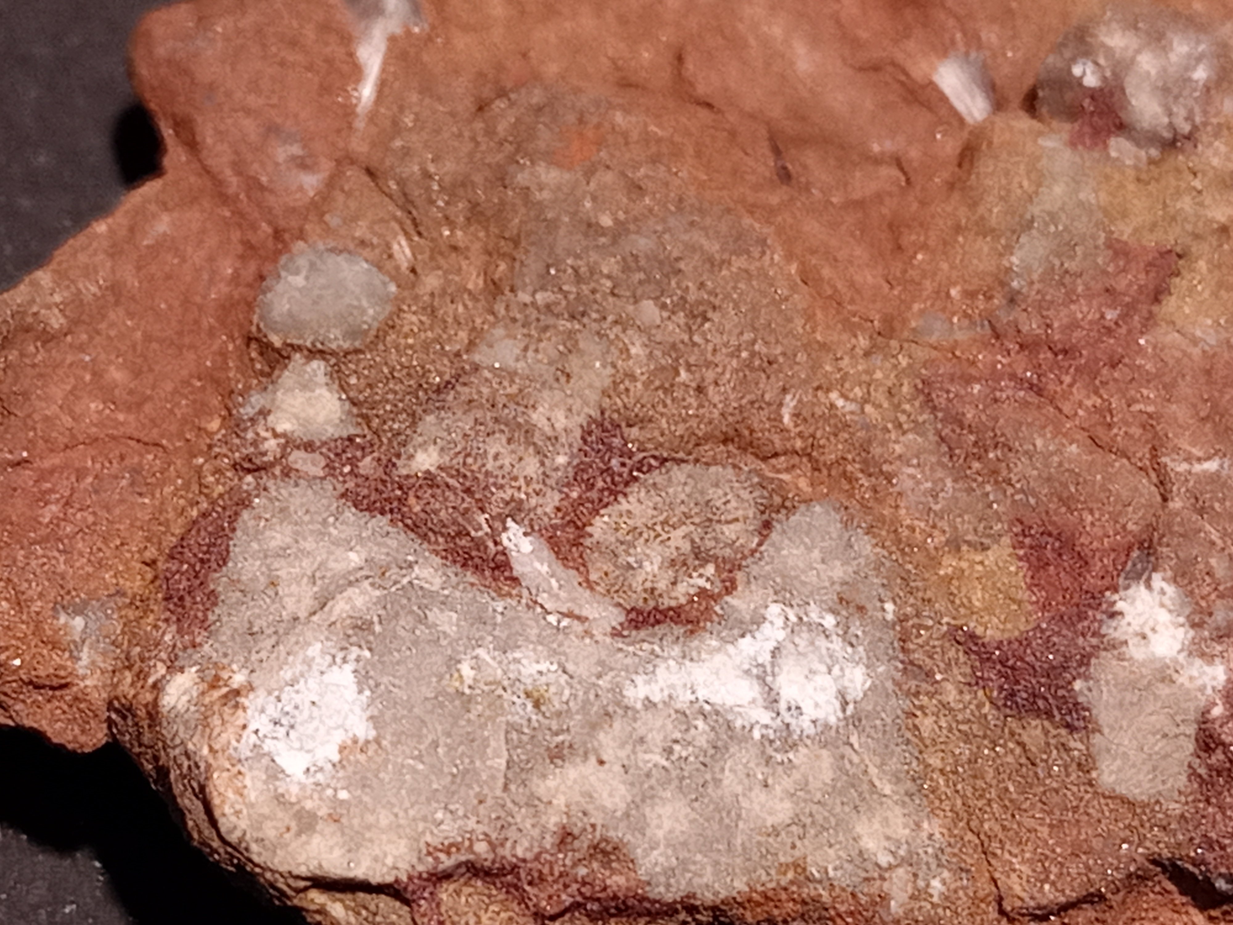Bryozoan shells - Fossil ID - The Fossil Forum