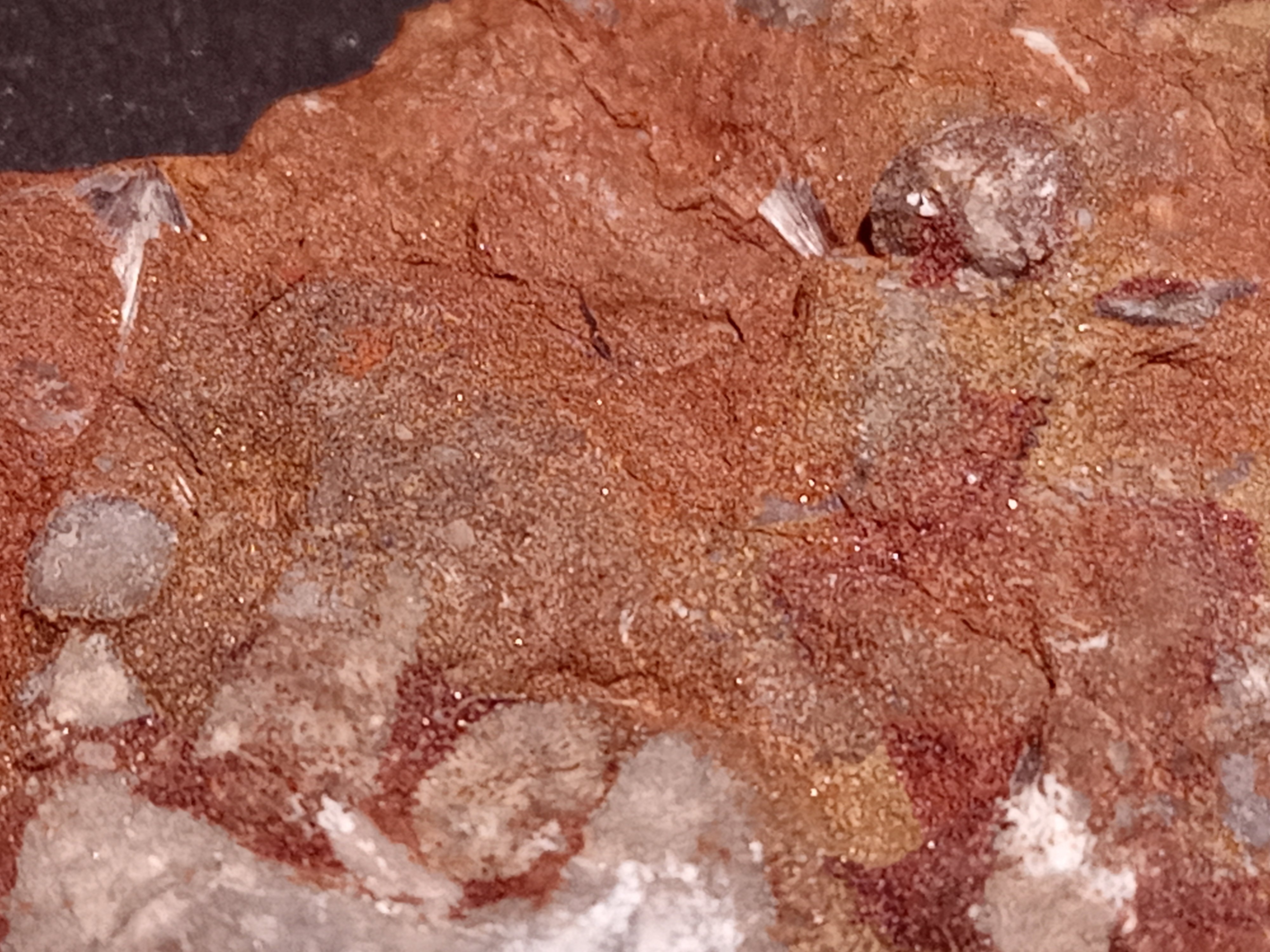 Bryozoan shells - Fossil ID - The Fossil Forum
