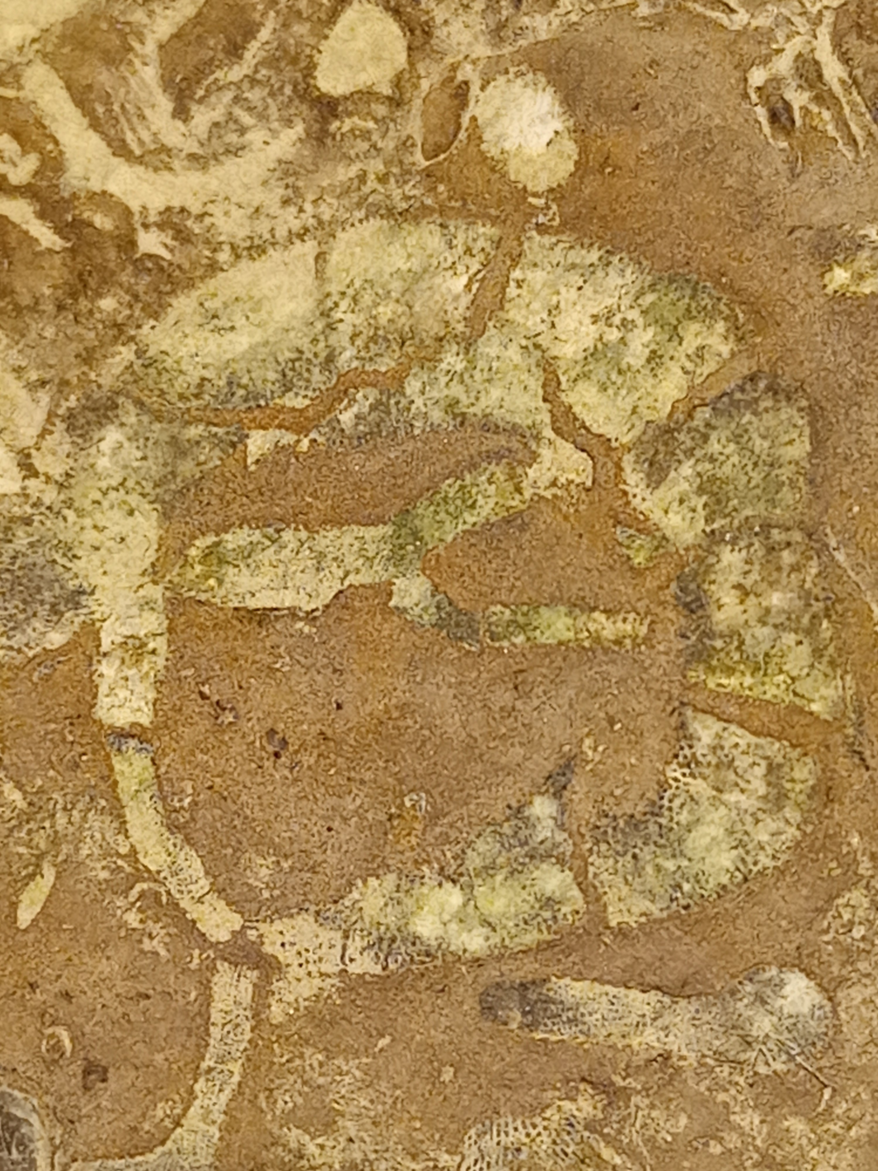 Ordovician, circular - Fossil ID - The Fossil Forum