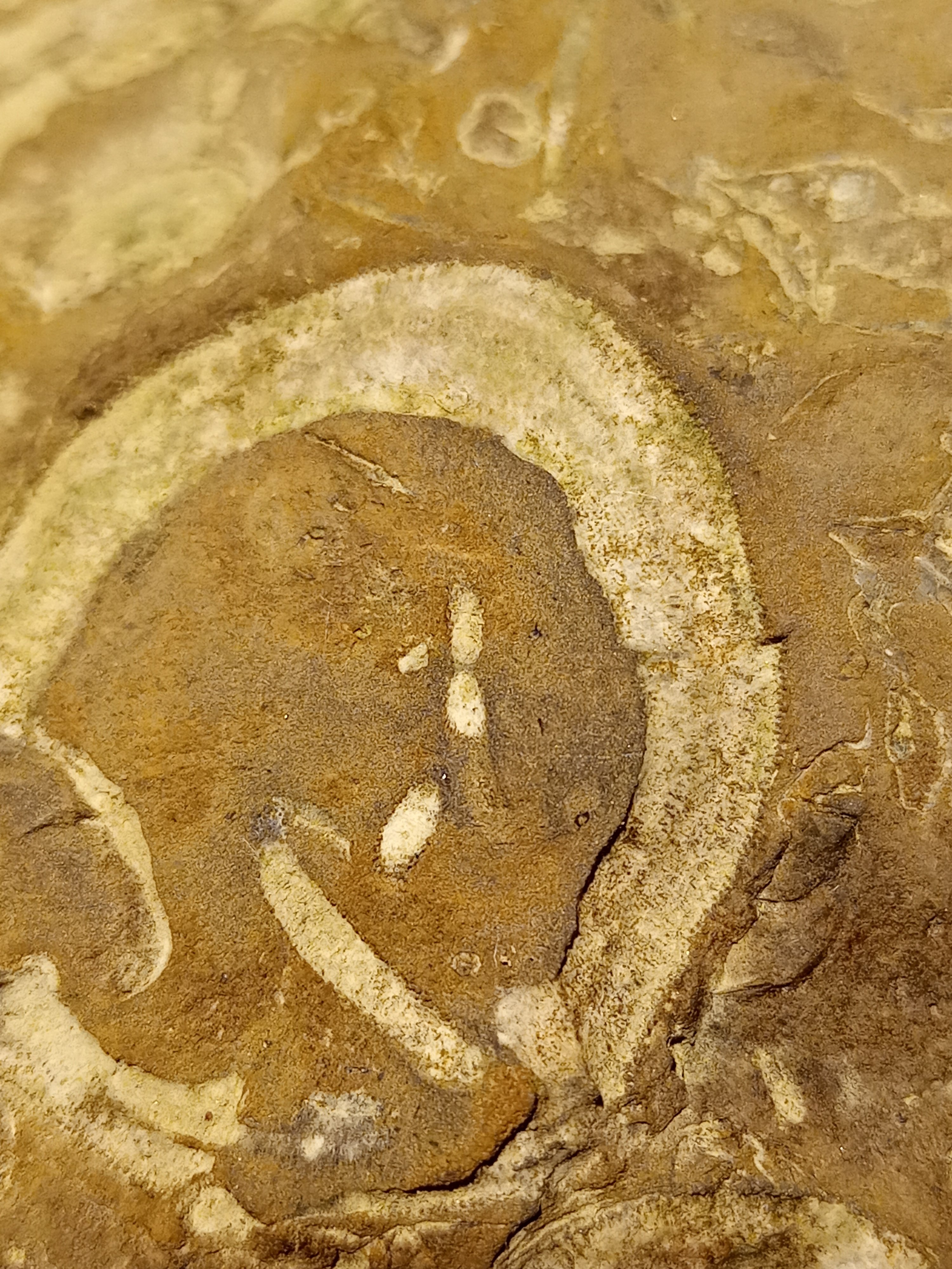 Ordovician, circular - Fossil ID - The Fossil Forum