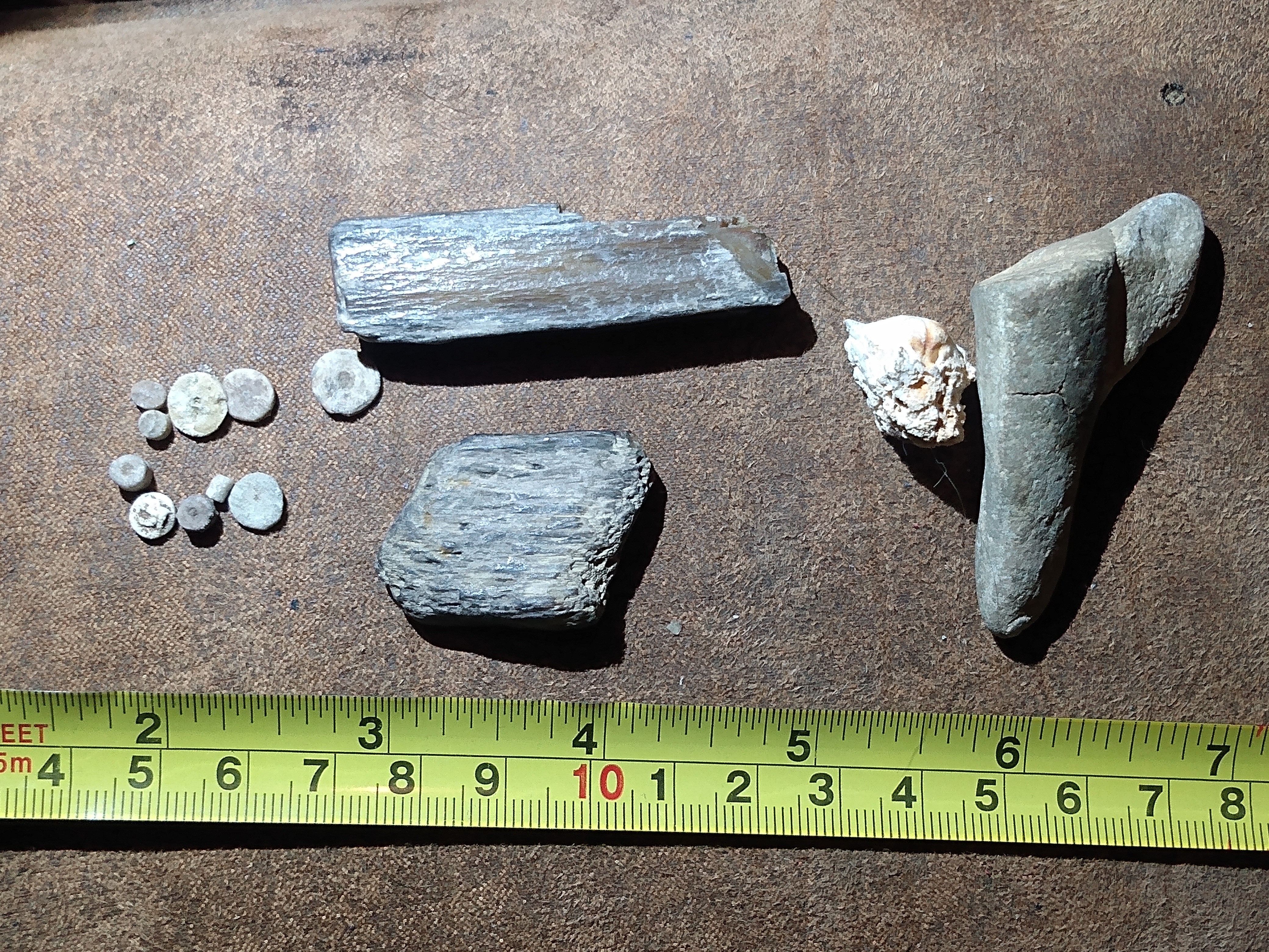 Multiple fossils - Fossil ID - The Fossil Forum