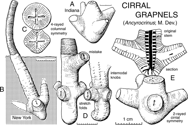 Part of a crinoid calyx? - Fossil ID - The Fossil Forum