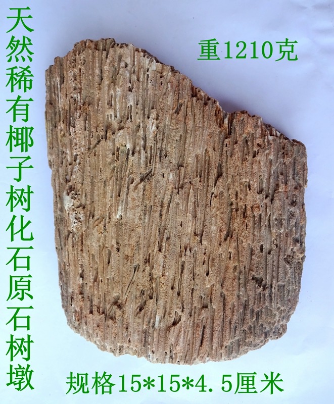 Plant fossil, coconut or palm? - Fossil ID - The Fossil Forum
