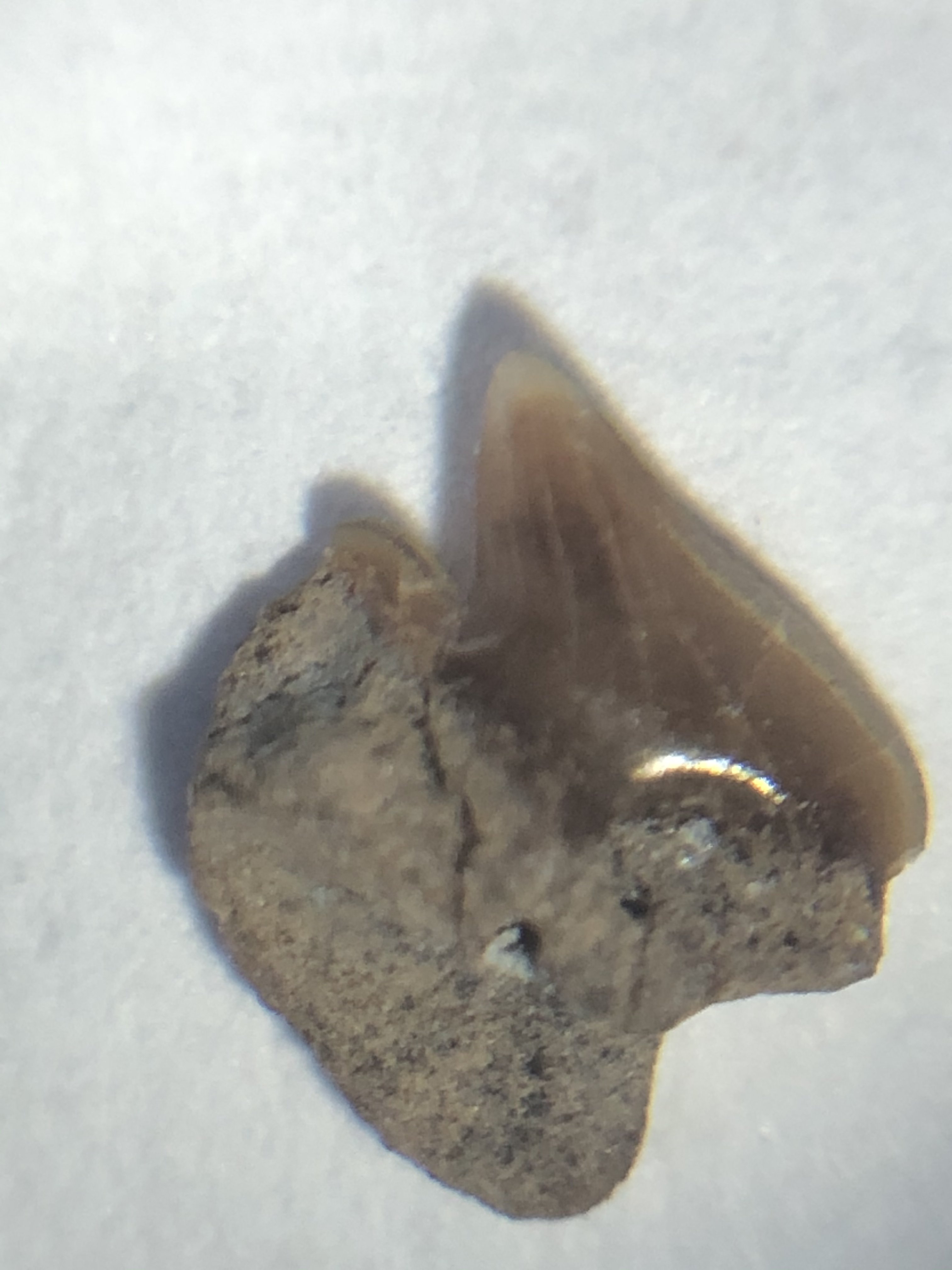 Some New Zealand teeth, please help! - Fossil ID - The Fossil Forum