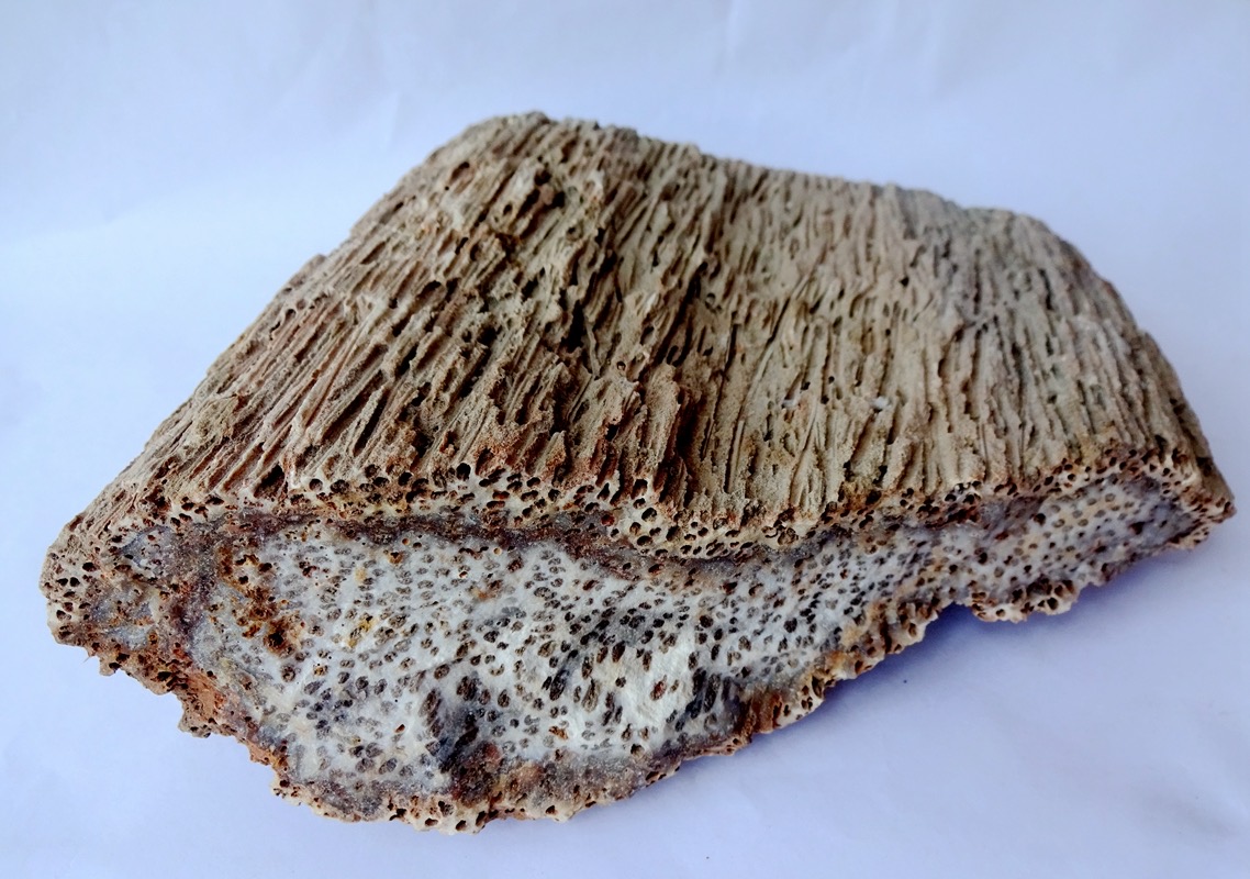 Plant fossil, coconut or palm? - Fossil ID - The Fossil Forum