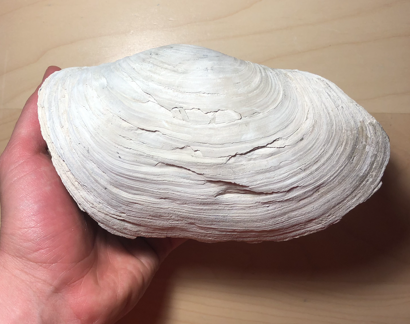 Shelling Along the Chesapeake - Fossil Hunting Trips - The Fossil Forum