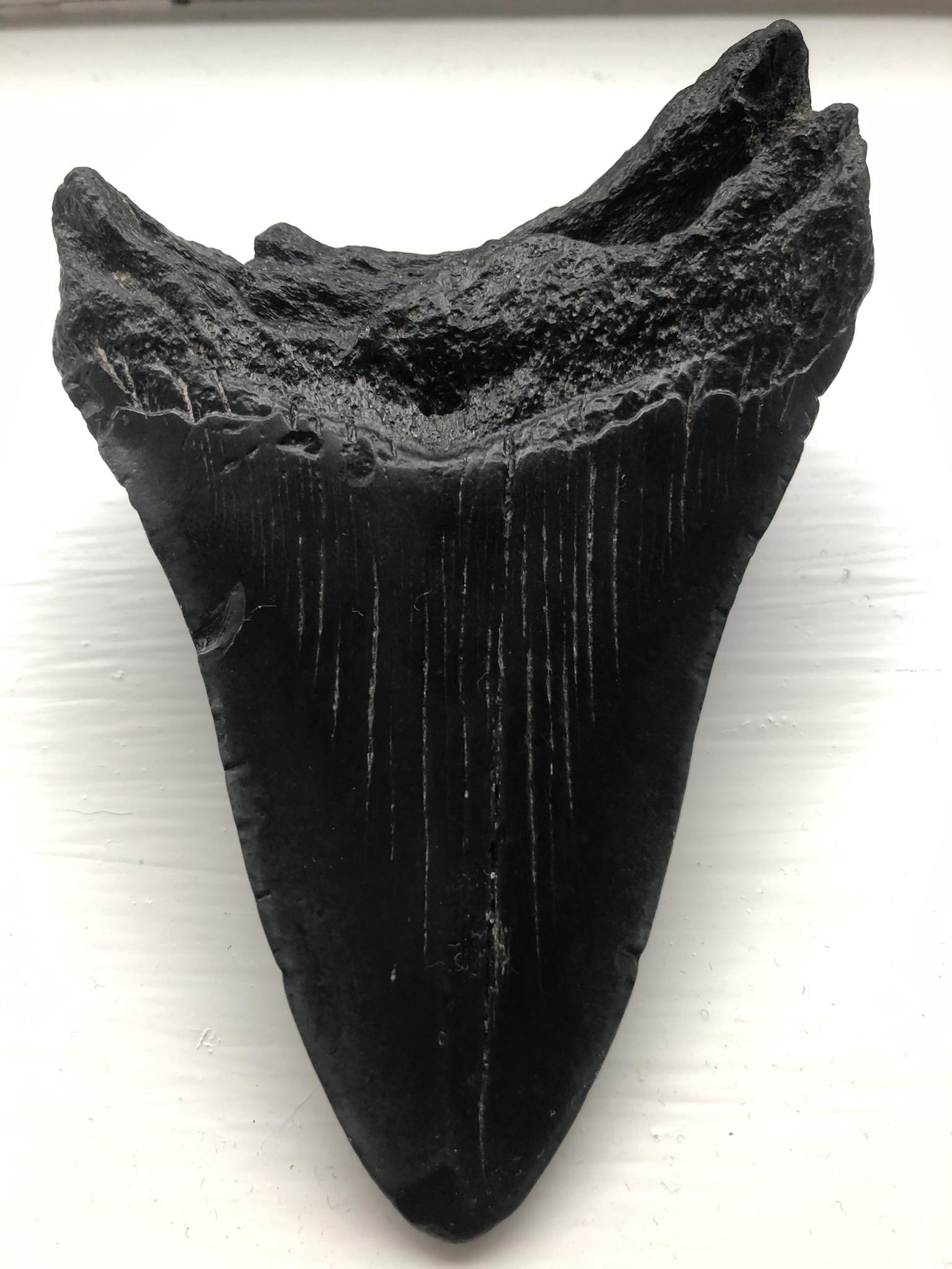 Megalodon Tooth - Real or Fake? - Is It Real? How to Recognize Fossil ...