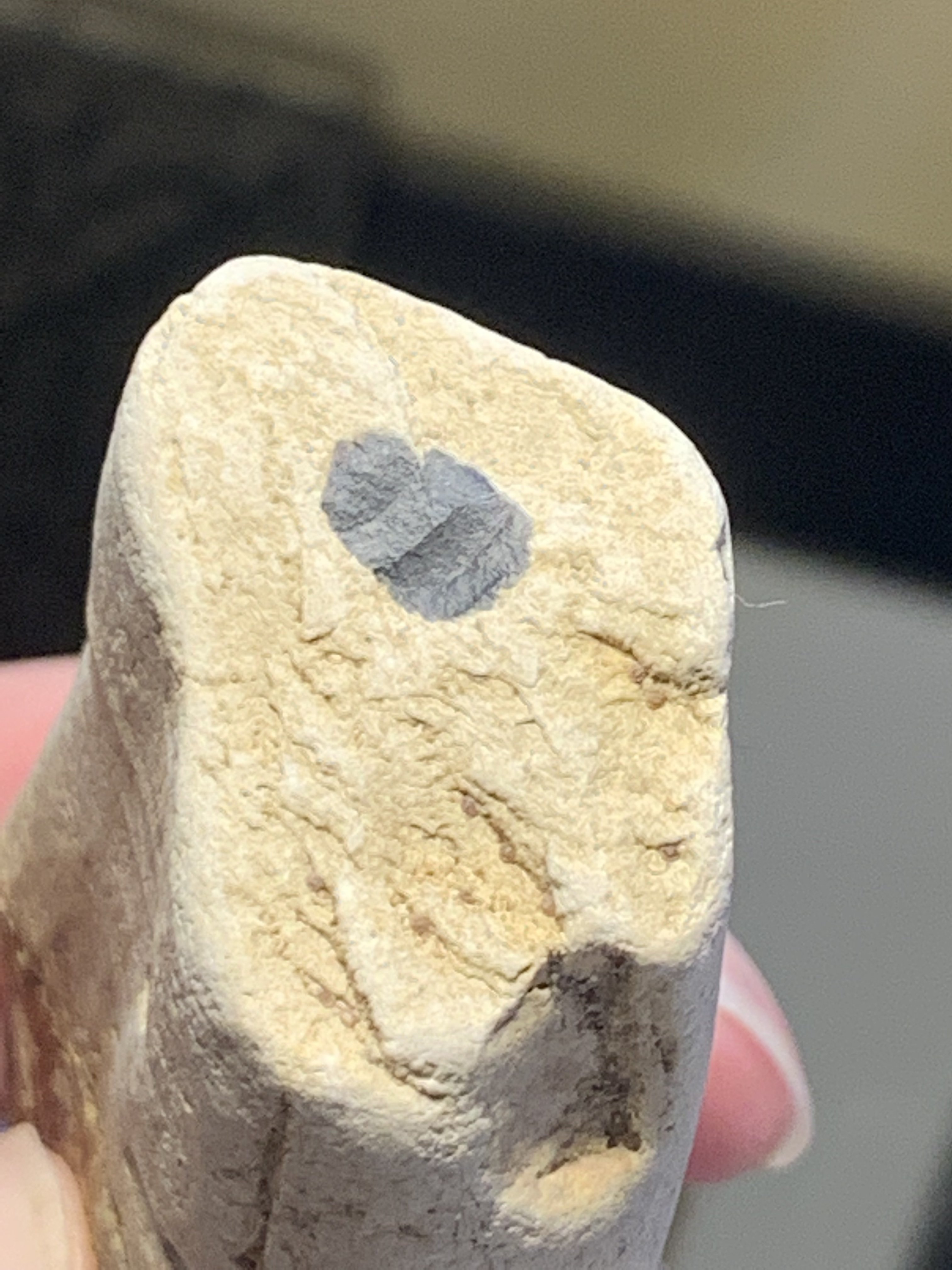 Bone with flint? - Fossil ID - The Fossil Forum