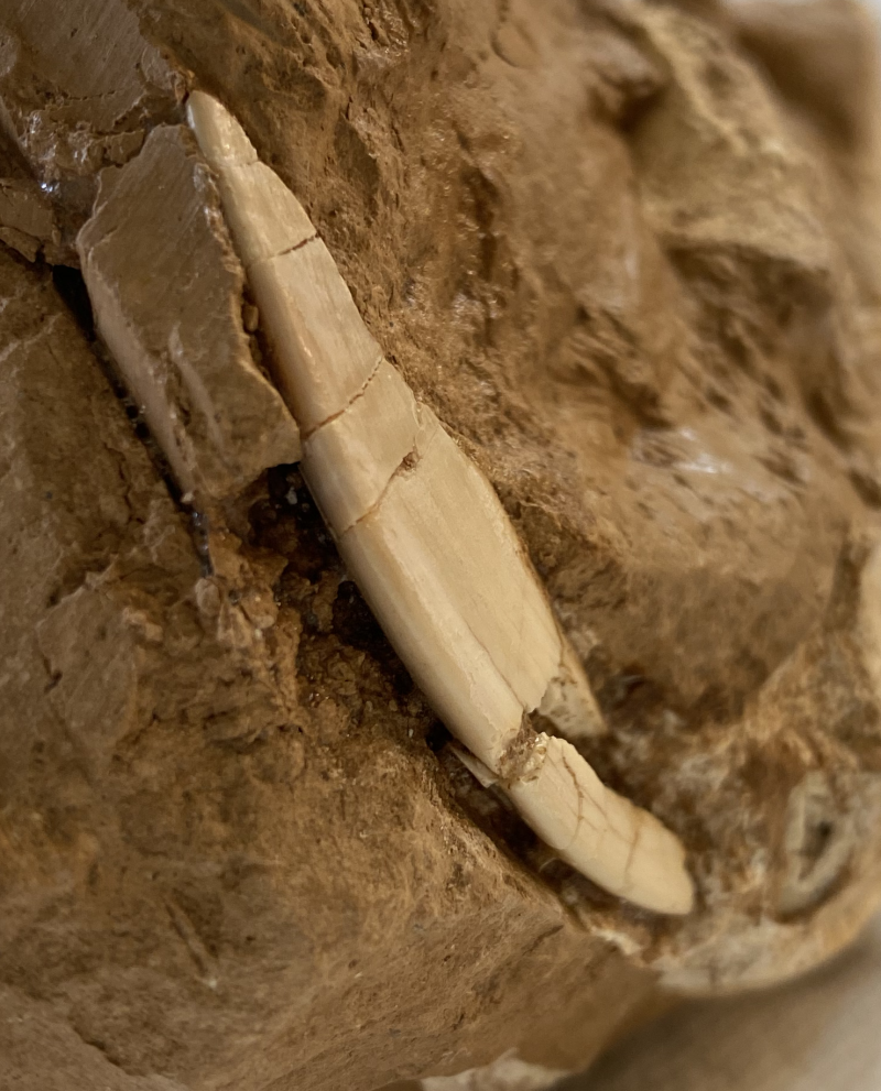 Paraentelodon teeth + Chleuastochoerus jaw (Gansu) - Fossil ID - The ...