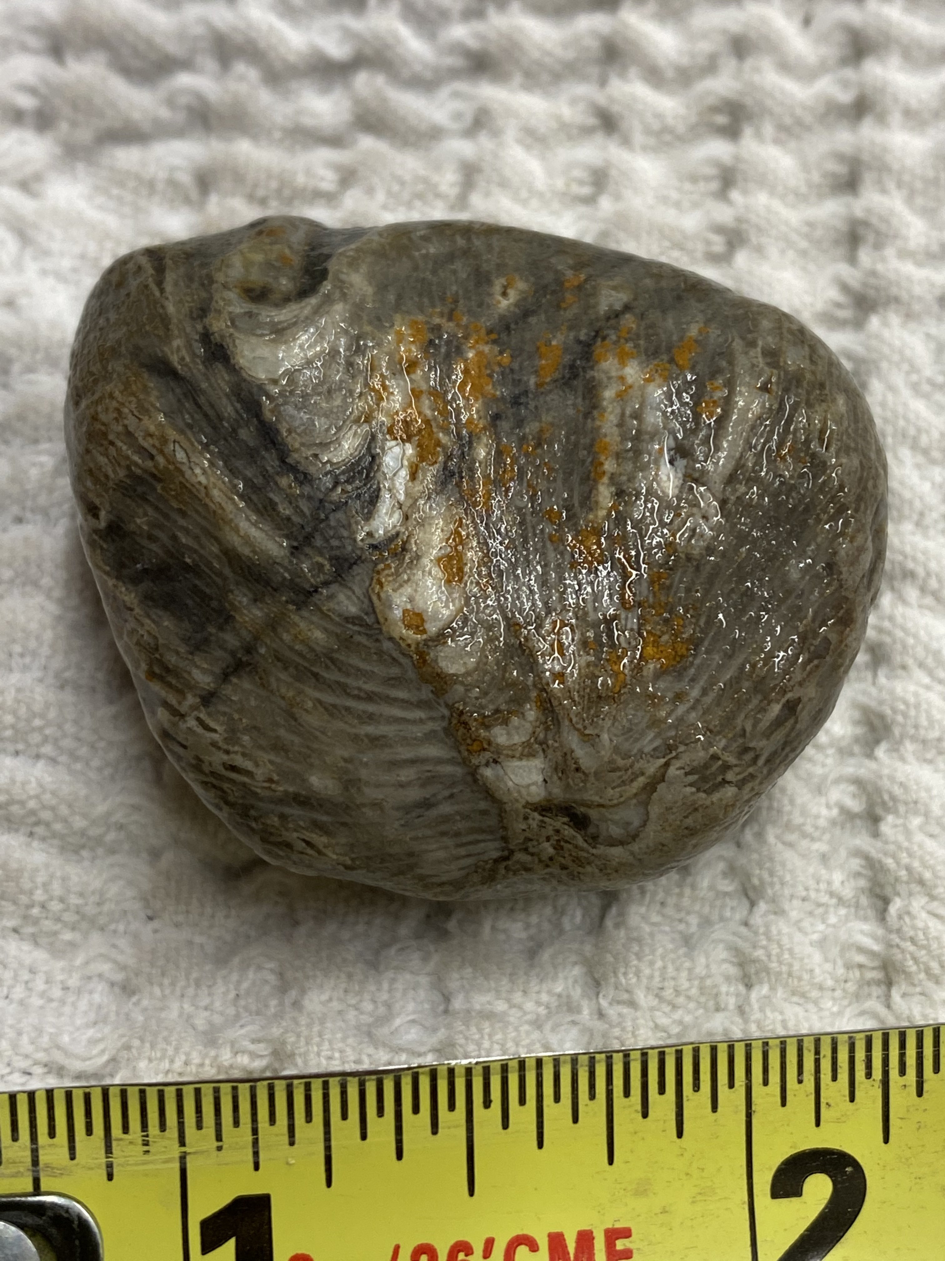 Rugose Coral - Fossil ID - The Fossil Forum