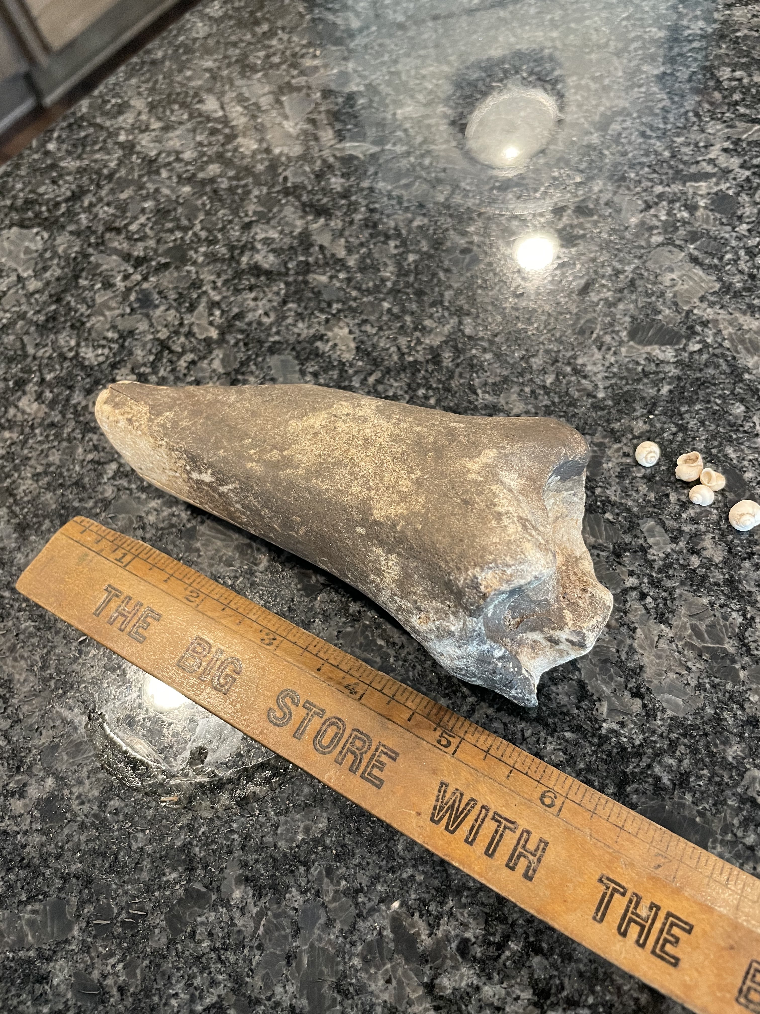 Bone identification from South Weber Utah - Fossil ID - The Fossil Forum