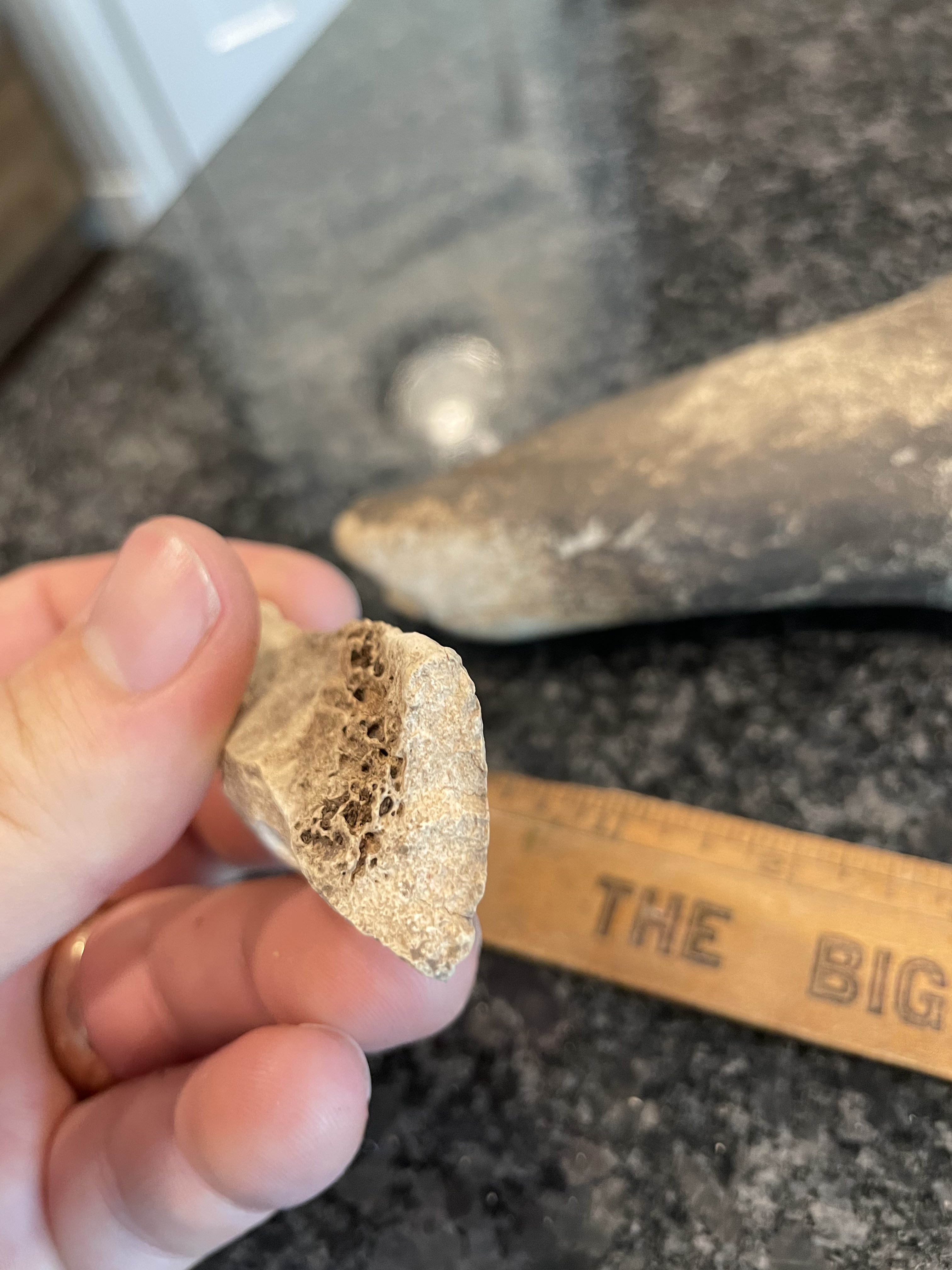 Bone identification from South Weber Utah - Fossil ID - The Fossil Forum
