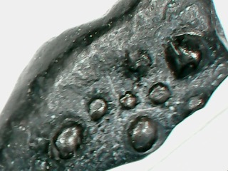 Fish mouth plate? - Fossil ID - The Fossil Forum