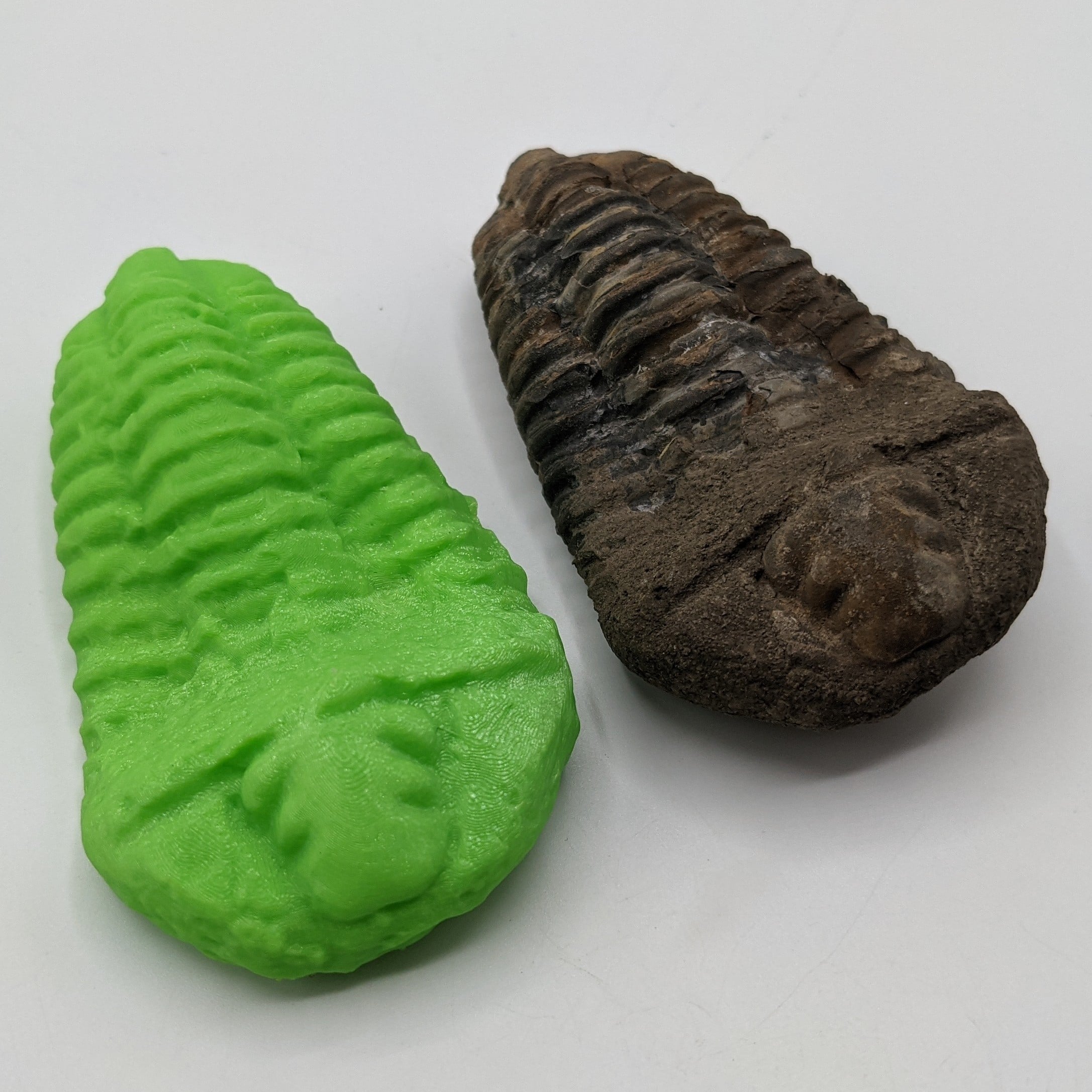 Making fossil replicas with 3d printing - Paleo Re-creations - The ...