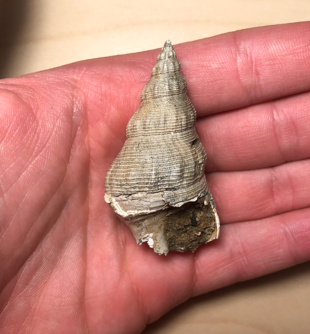 Shelling Along the Chesapeake - Fossil Hunting Trips - The Fossil Forum