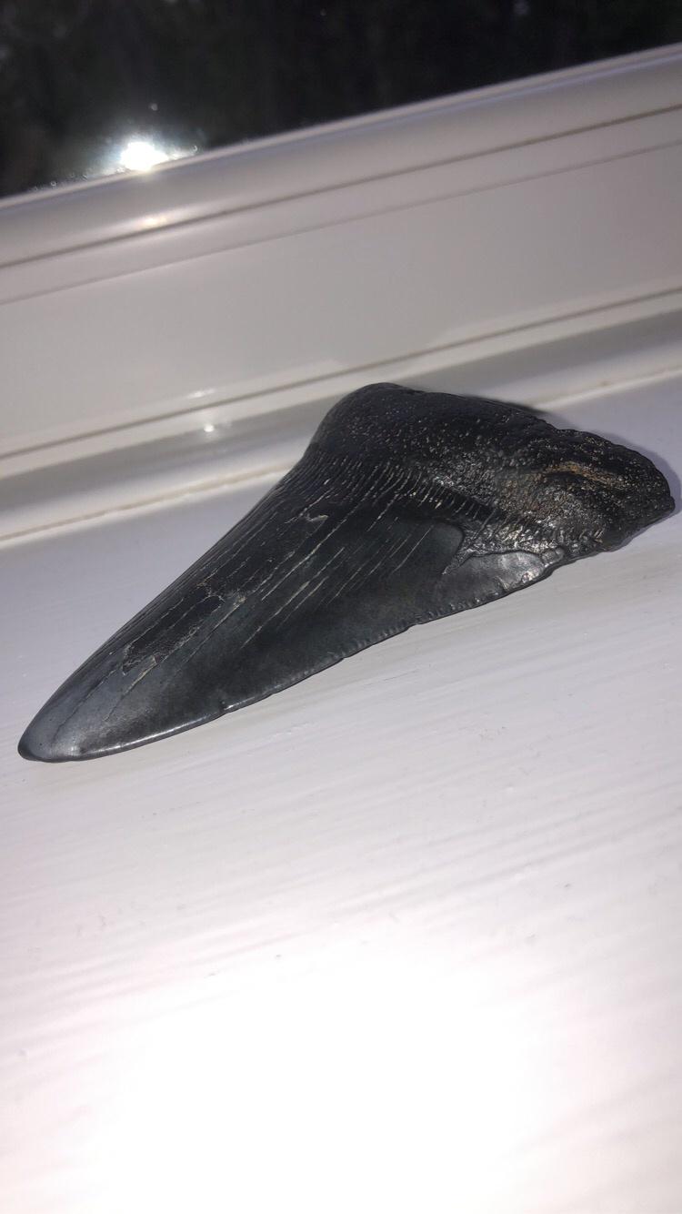 Megalodon Tooth - Real or Fake? - Is It Real? How to Recognize Fossil ...