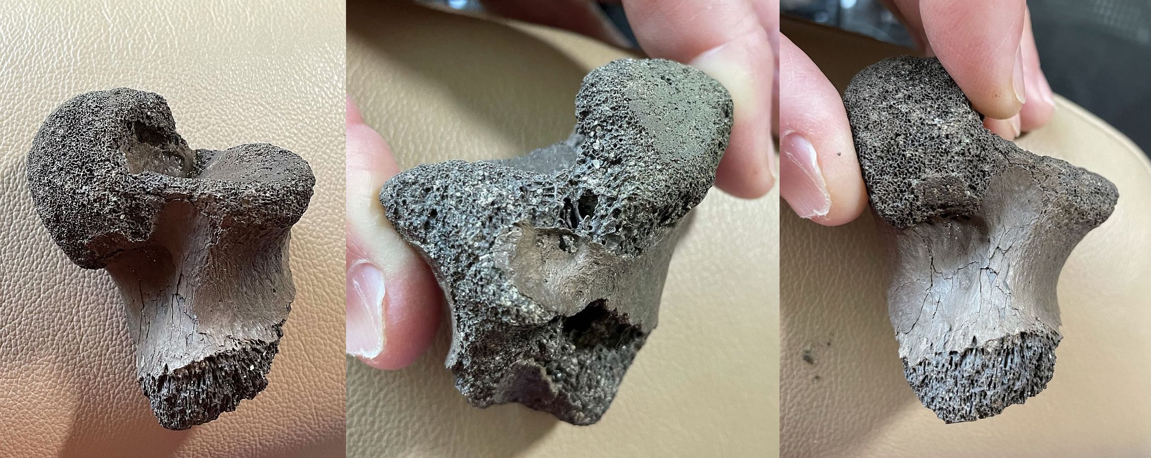 Alligator Bones - Fossil ID - The Fossil Forum