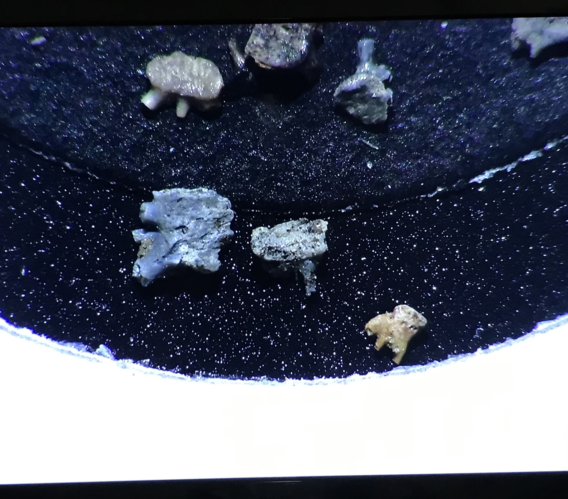 The Paleozoic micro shark collection - Member Collections - The Fossil ...