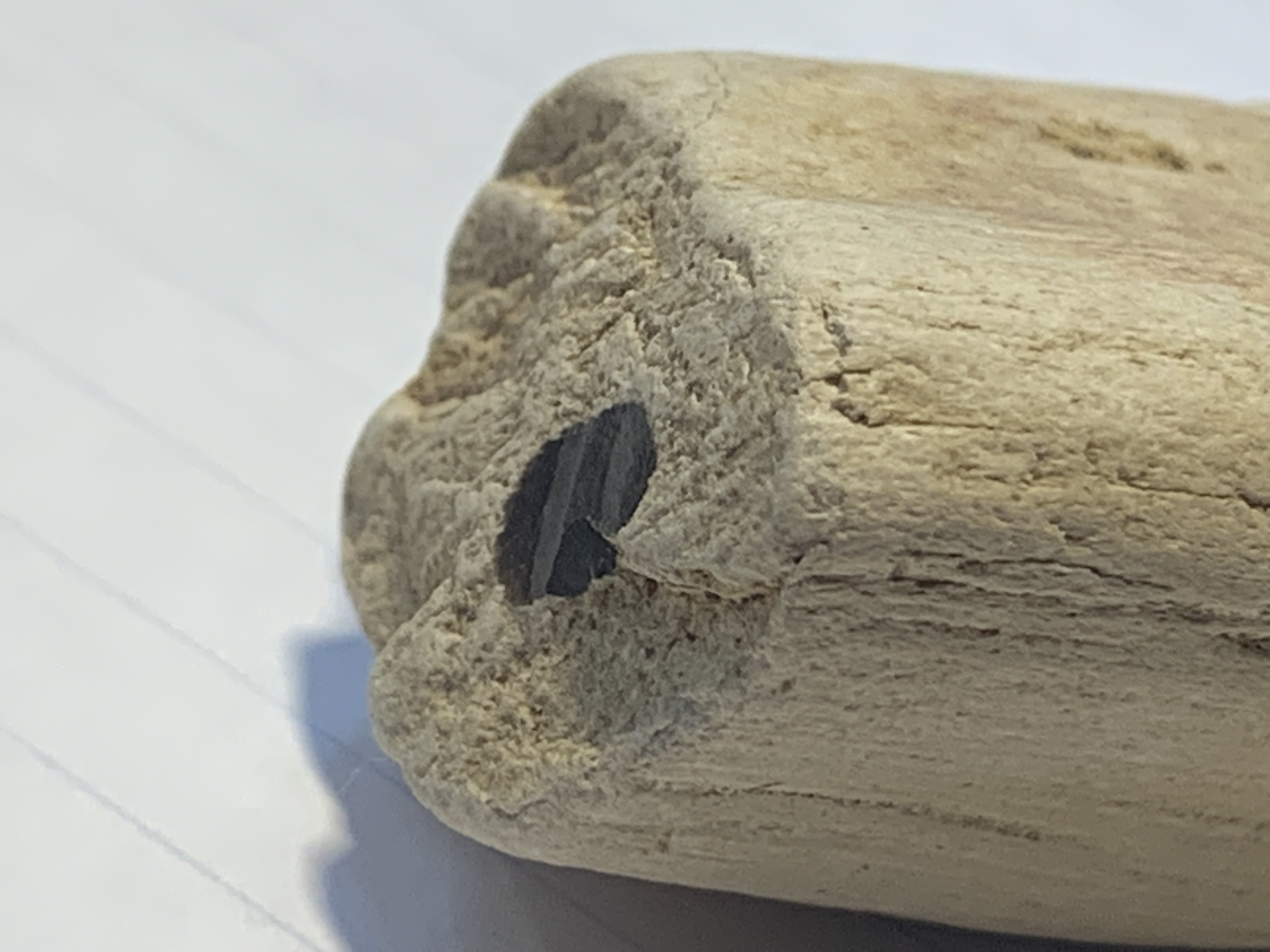 Bone with flint? - Fossil ID - The Fossil Forum