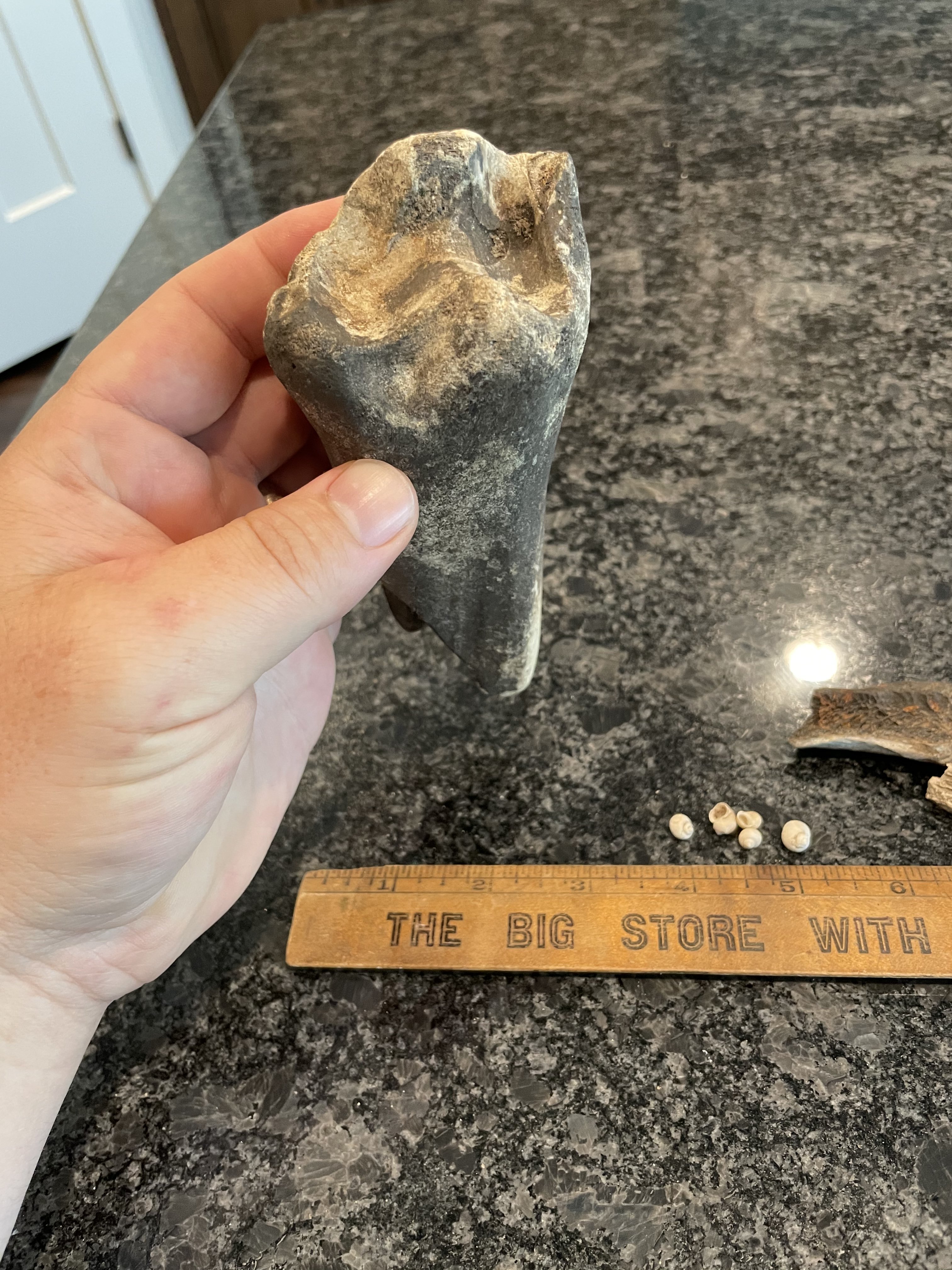 Bone identification from South Weber Utah - Fossil ID - The Fossil Forum